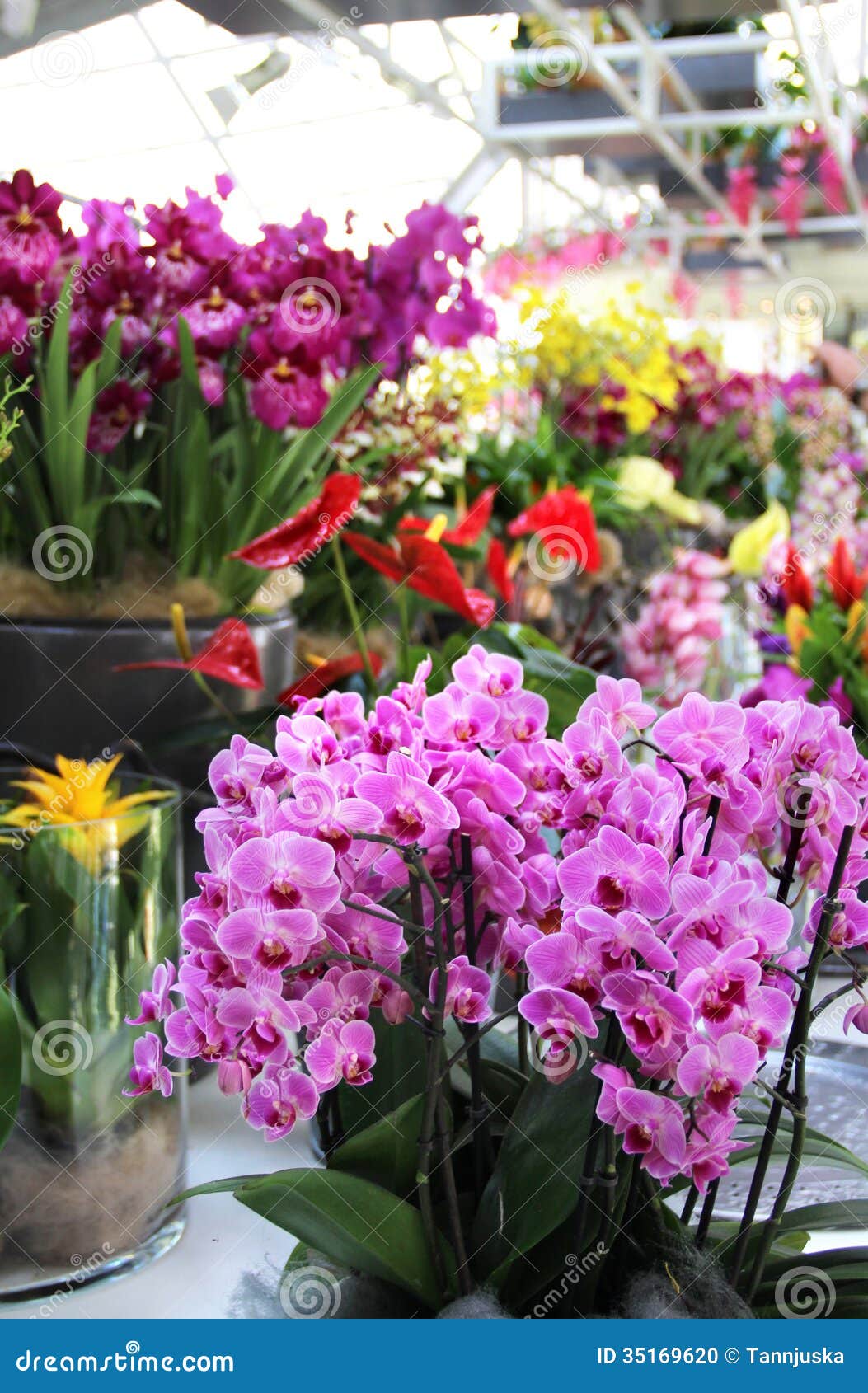 Big mix of amazing orchids stock photo. Image of decor - 35169620