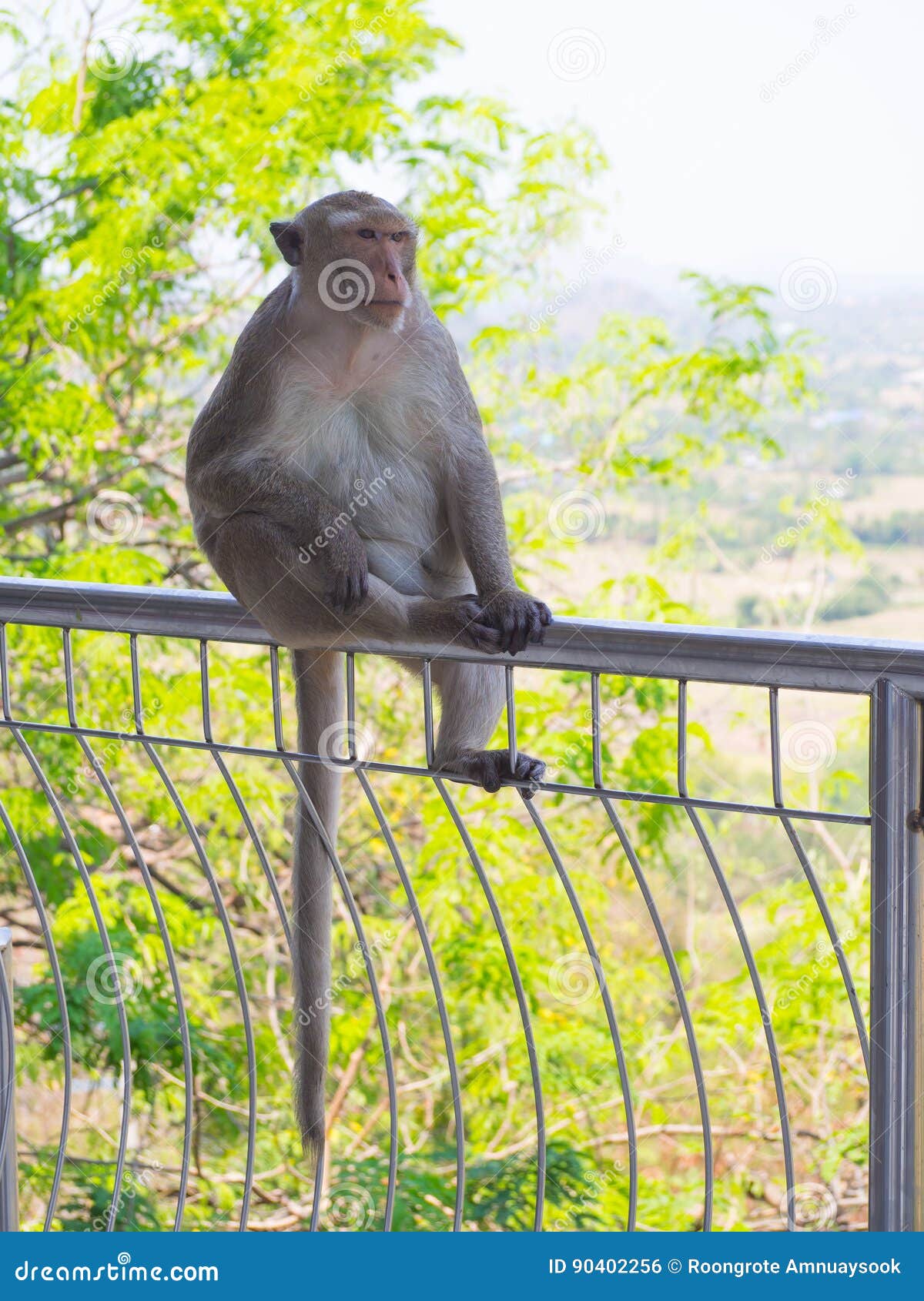 Big Mom Asian Monkey Sit on the Rail Bridge Stock Photo - Image of ...