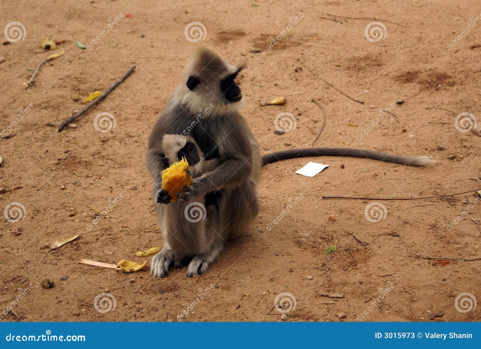 Big monkey and baby stock image. Image of mammal, lanka - 3015973