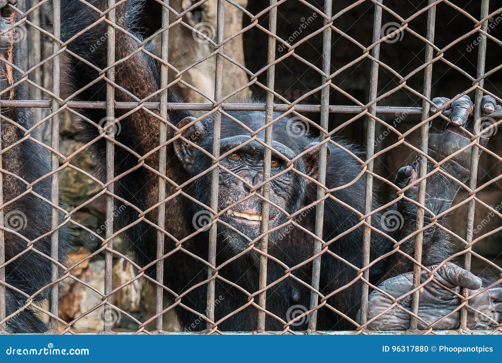 Big monkey in cage stock photo. Image of gulag, animal - 96317880