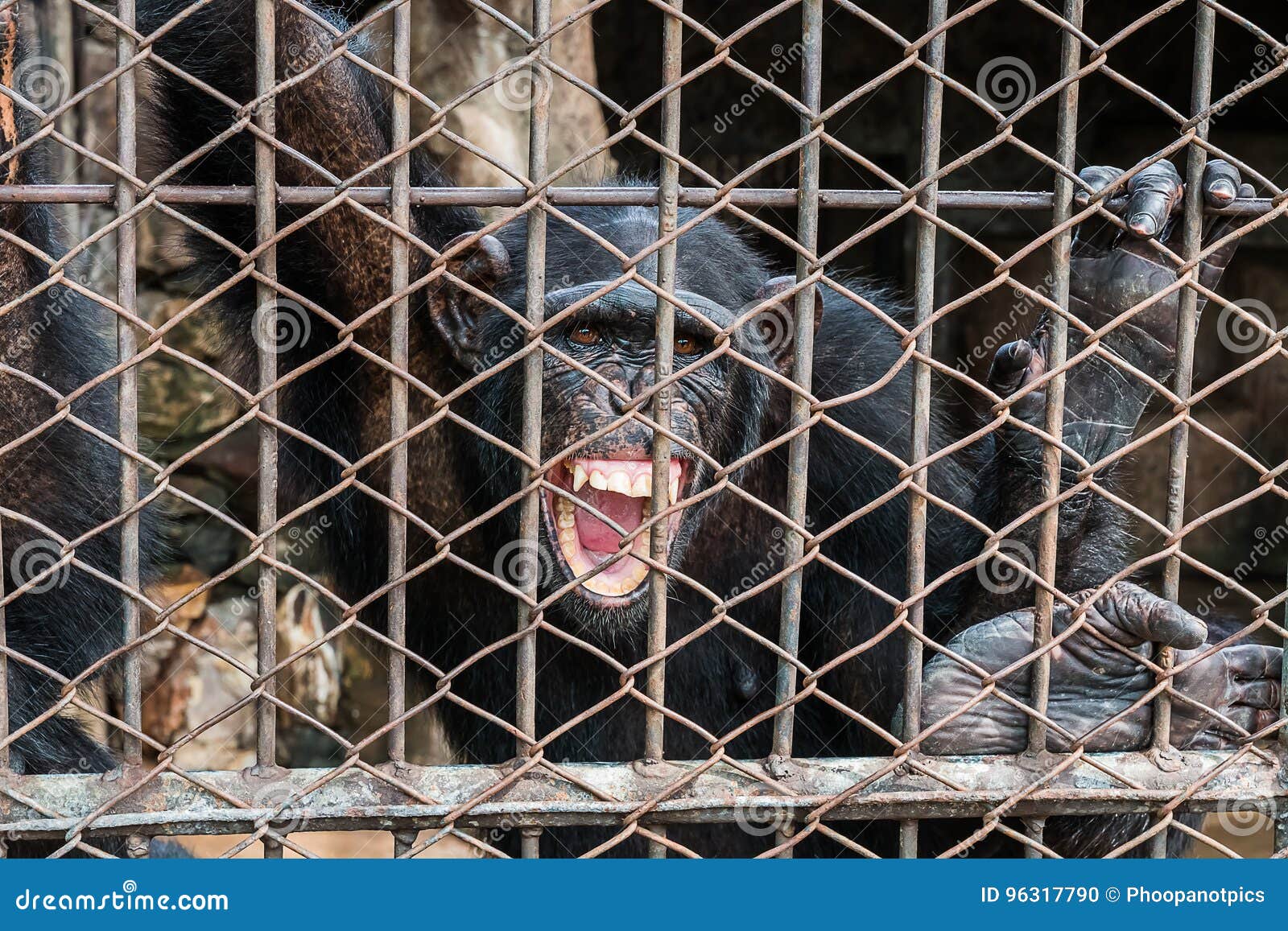 Big Monkey in Cage Open Mouth Stock Photo - Image of canine, camera ...