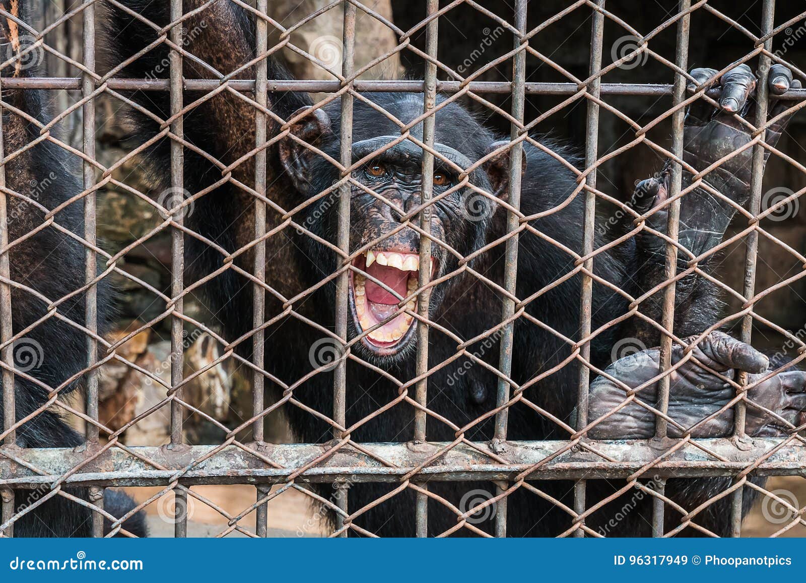 Big monkey in cage stock image. Image of look, animal - 96317949