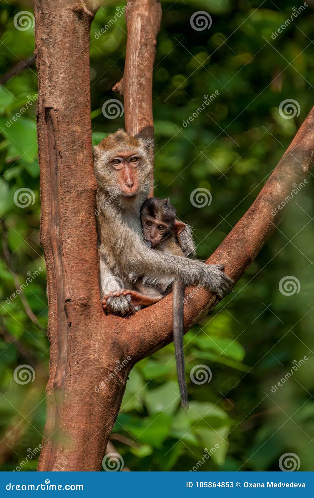 Big Monkey Feeding Baby Sitting on a Tree in the Jungle on a Sunny Day ...