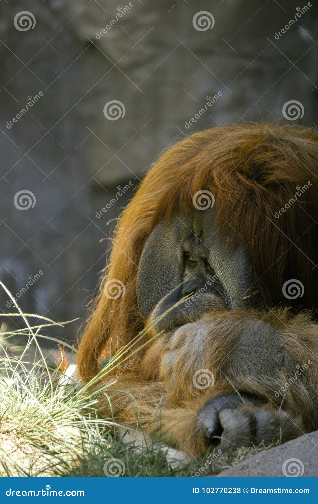Big monkey editorial stock photo. Image of lakes, firewood - 102770238
