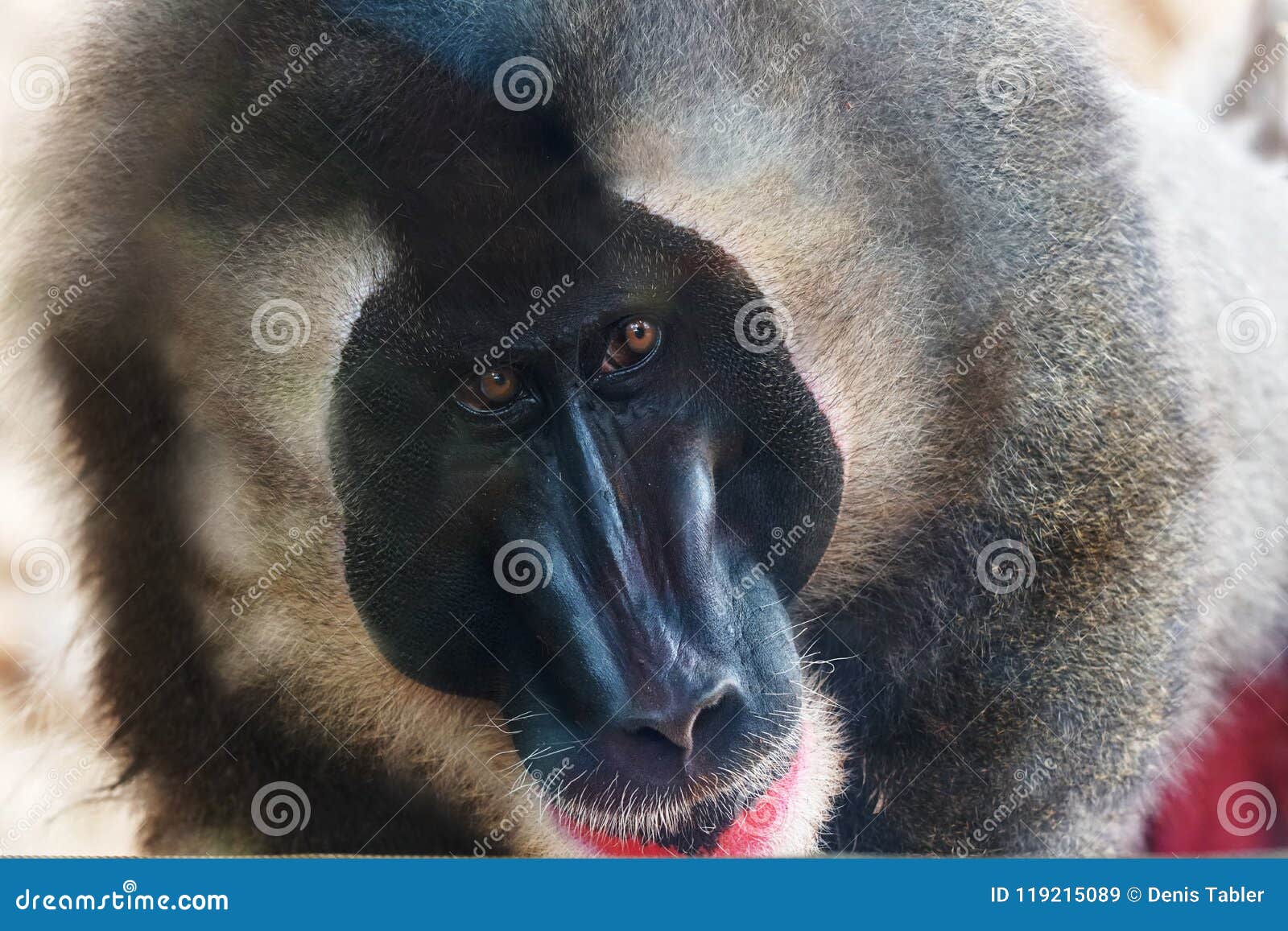 Big monkey stock image. Image of strong, lowland, park - 119215089