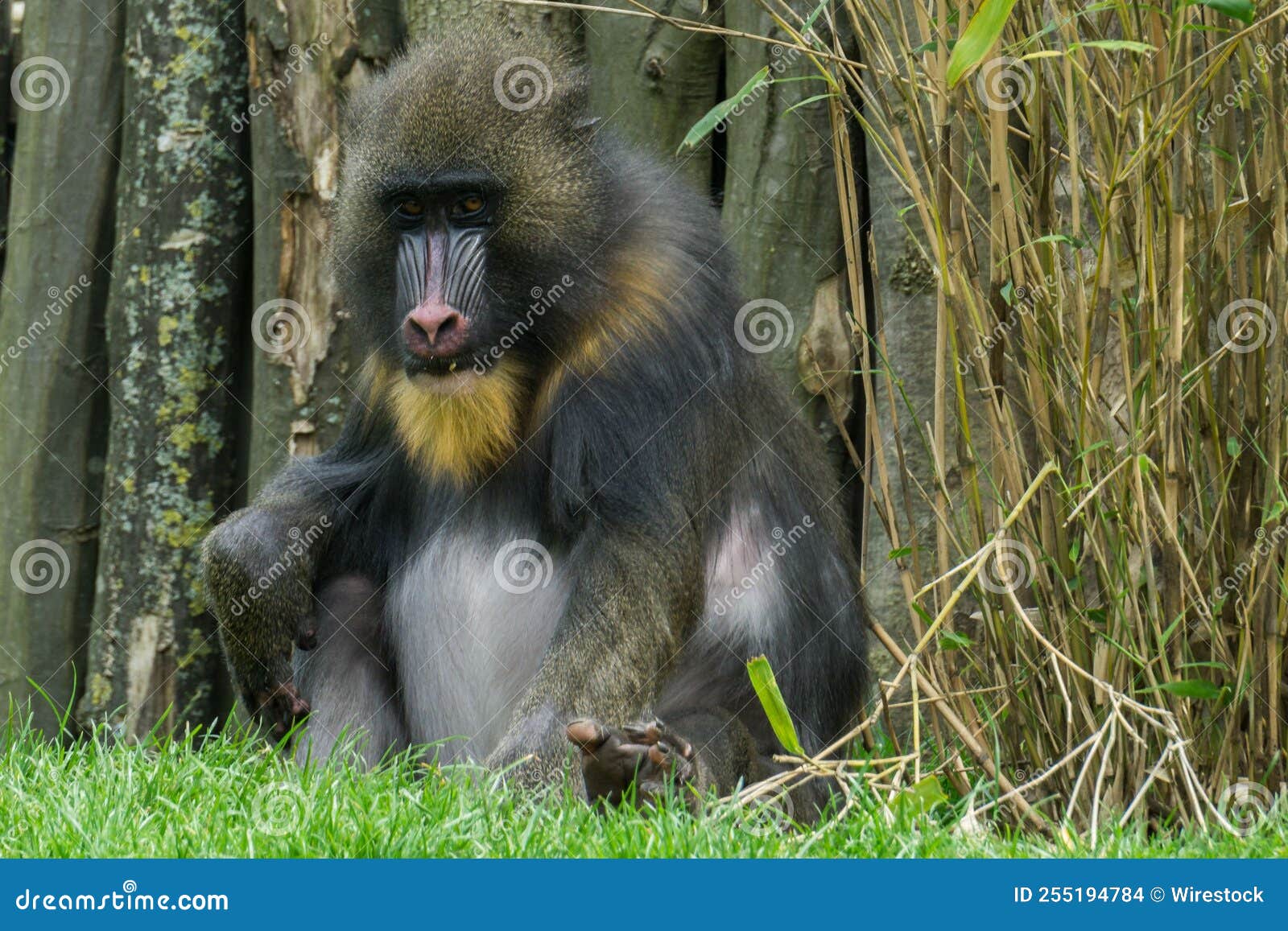 Big Monkey Sitting in the Middle of Trees Stock Photo - Image of jungle ...