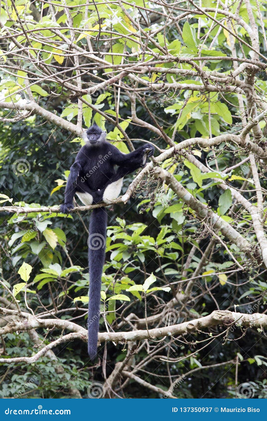 Big monkey on a tree stock image. Image of portrait - 137350937