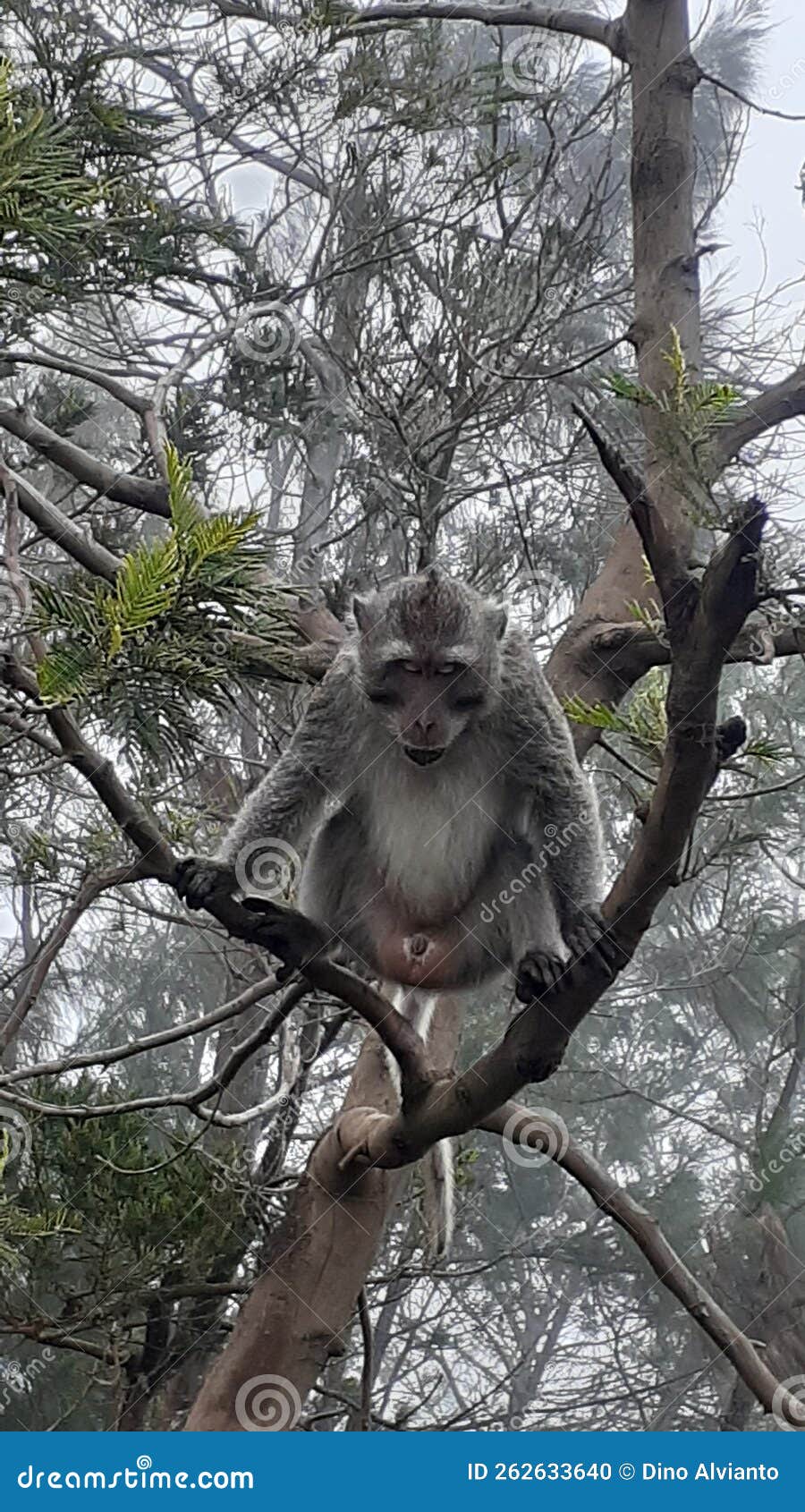 Big Monkey Up in the Tree Looking at the Food Stock Photo - Image of ...