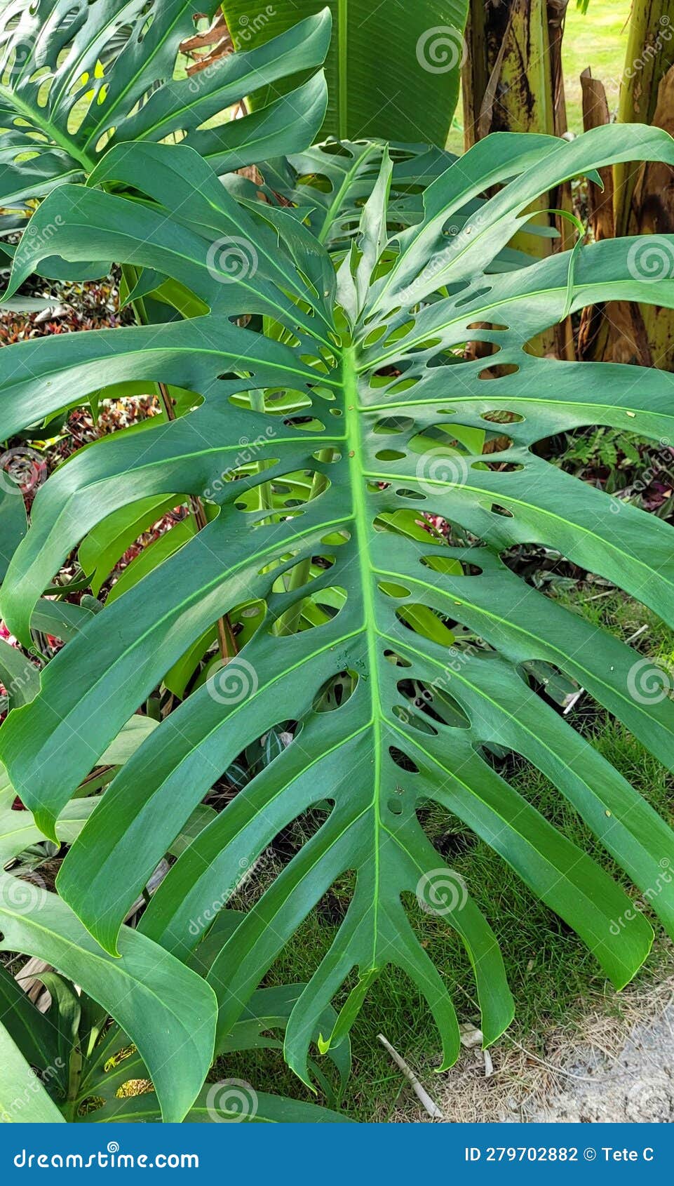 Big Monstera Deliciosa Leaf Isolated in Nature Stock Photo - Image of decorative, monstera ...