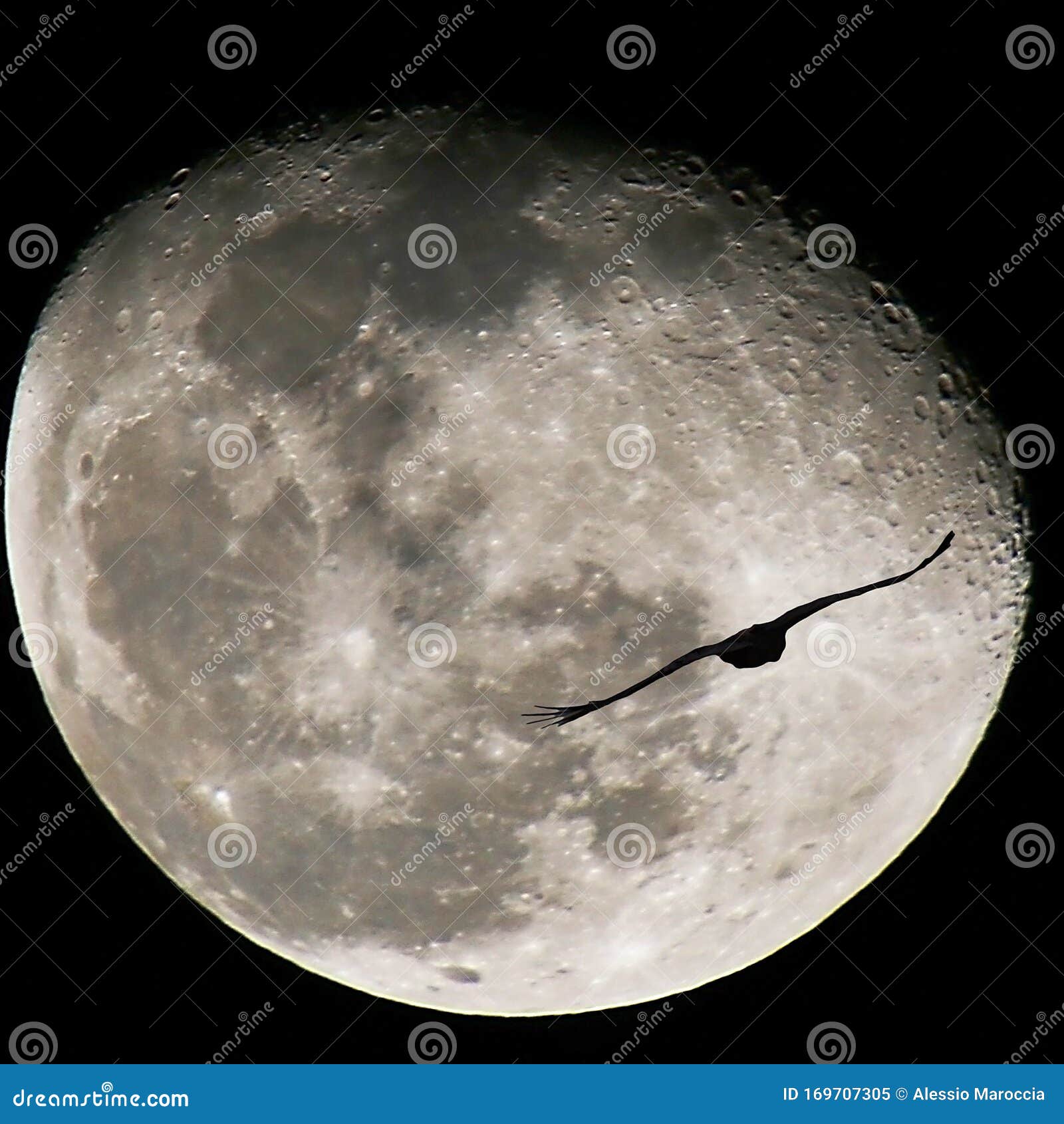 Big moon with bird flying stock image. Image of astronomy - 169707305