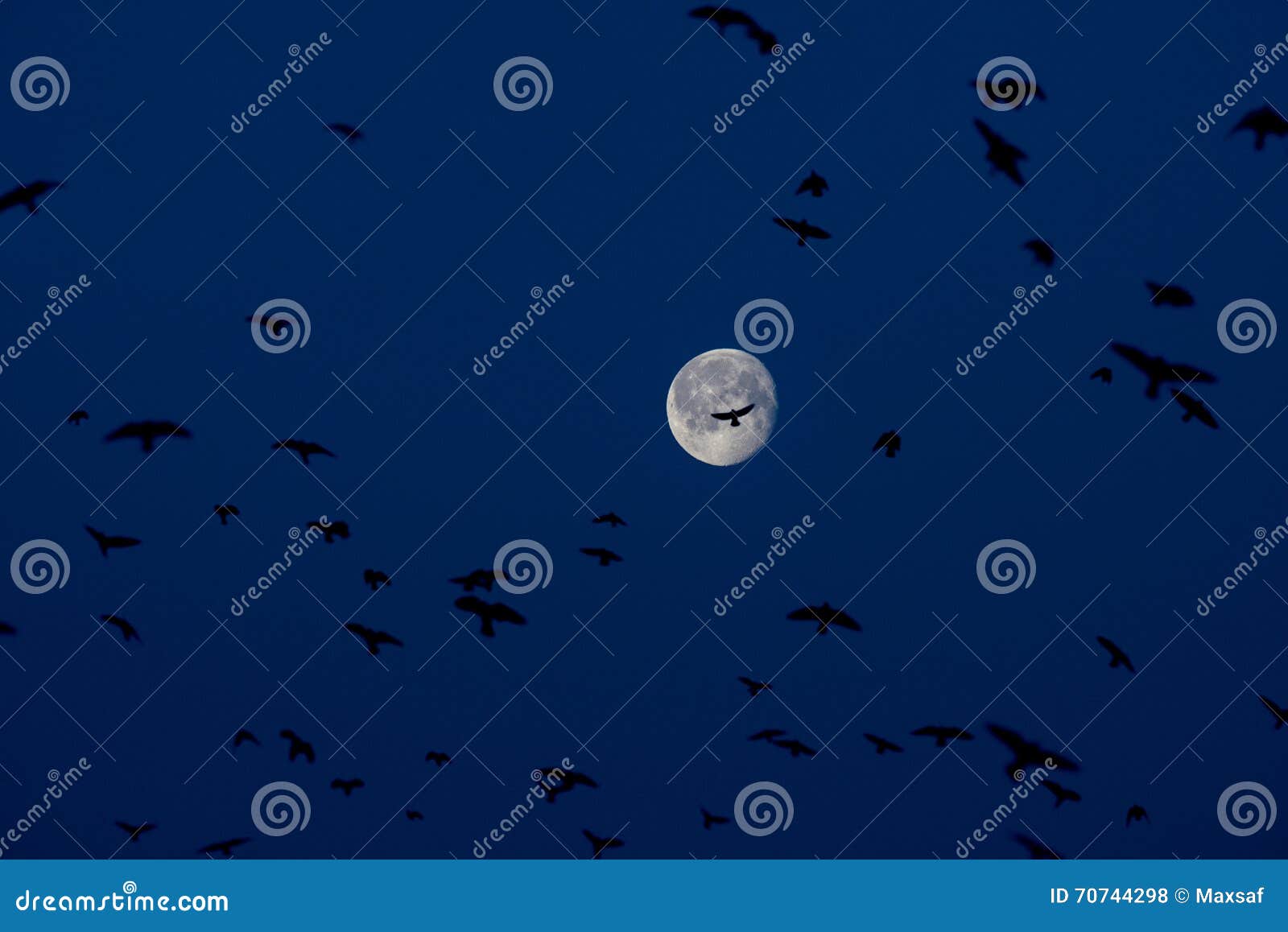 Big Moon and Birds in Blue Sky Stock Photo - Image of shadow, night ...
