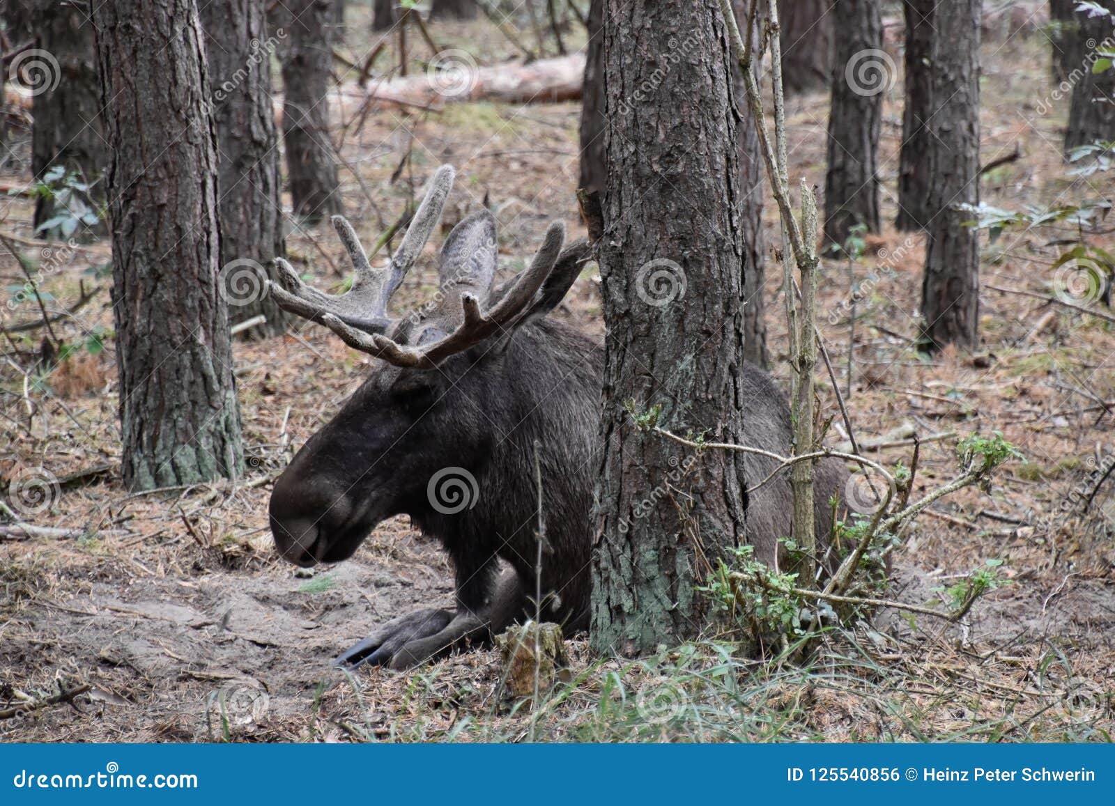 Moose bull in nature stock photo. Image of great, mongolia - 125540856