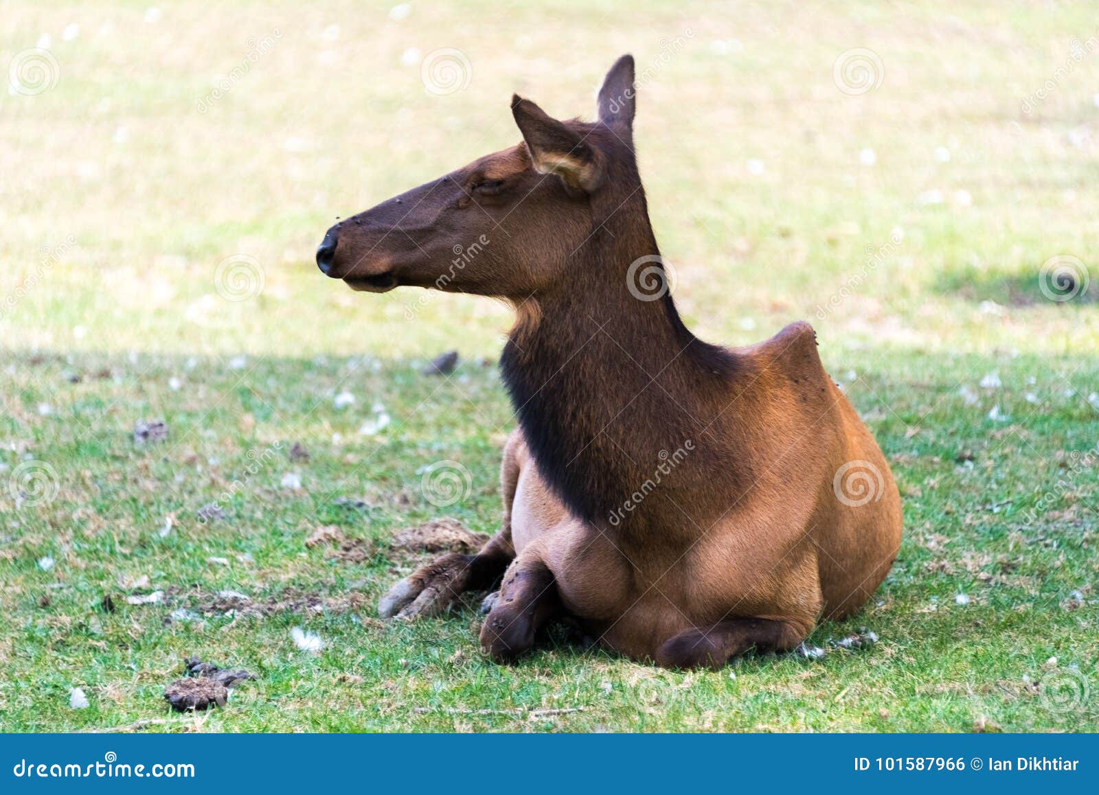 Big Moose on a Country Safari Farm Stock Photo - Image of hoofed ...