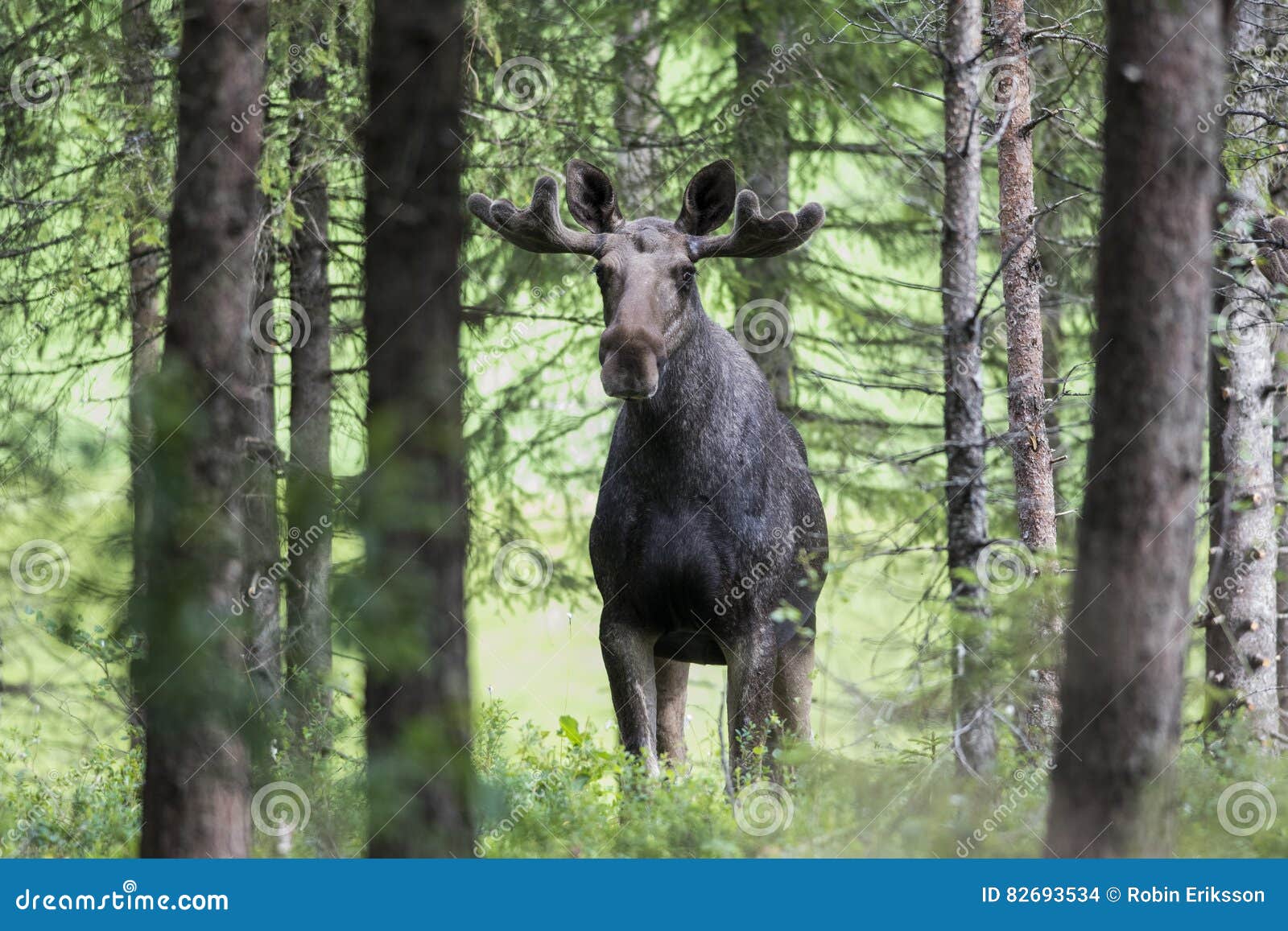 Big moose in the forest stock photo. Image of sunshine - 82693534