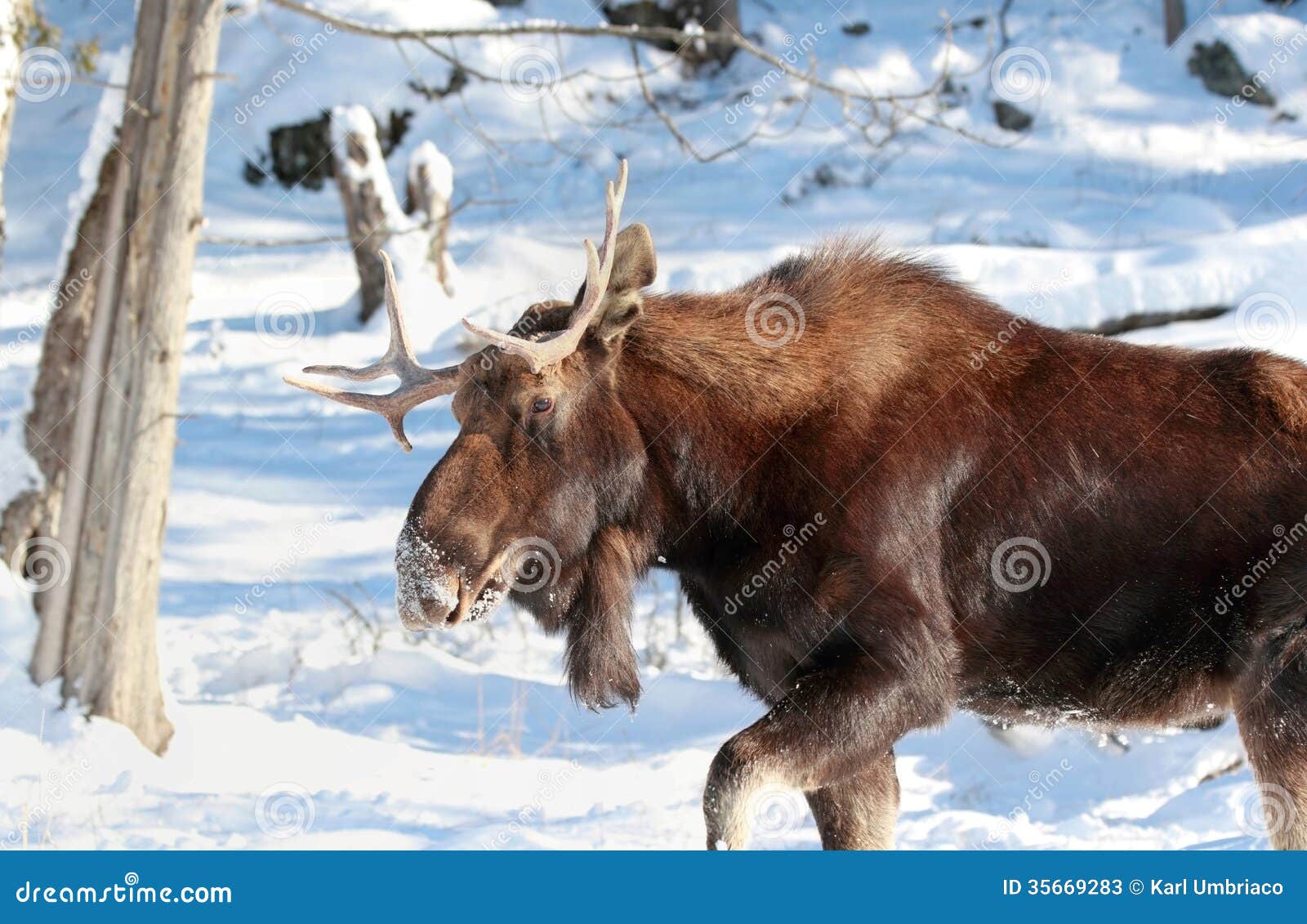Big moose stock image. Image of quebec, beauty, wildlife - 35669283