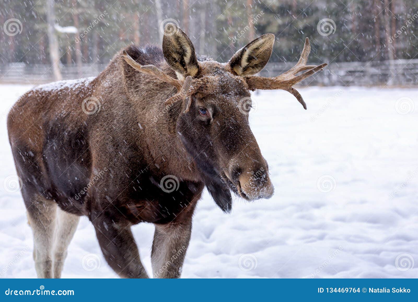 Big Moose in Winter at the Zoo Stock Photo - Image of travel, brown ...