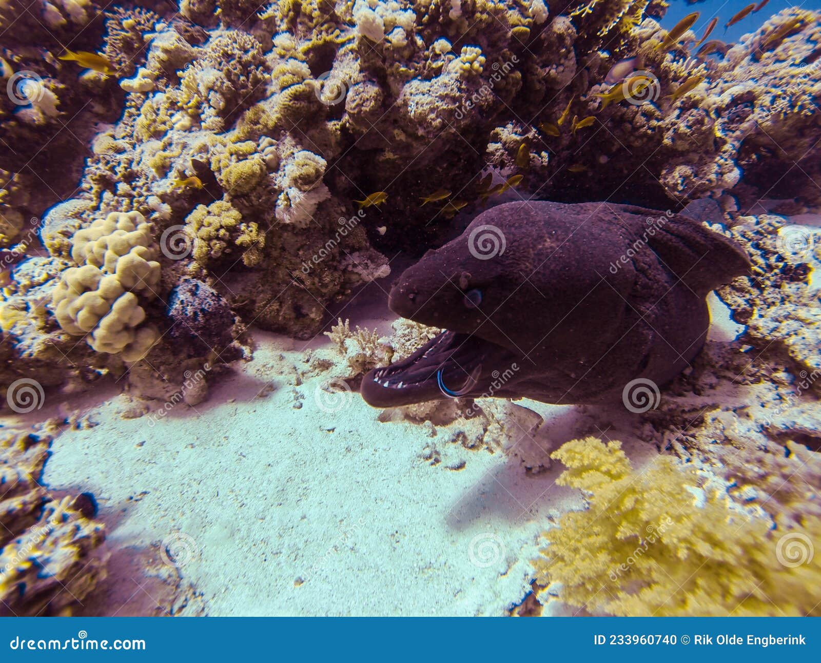 Murene with mouth open stock photo. Image of ocean, egypt - 233960740