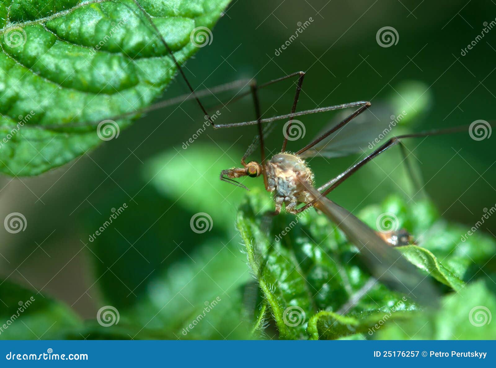 Big mosquito stock image. Image of macro, danger, background - 25176257