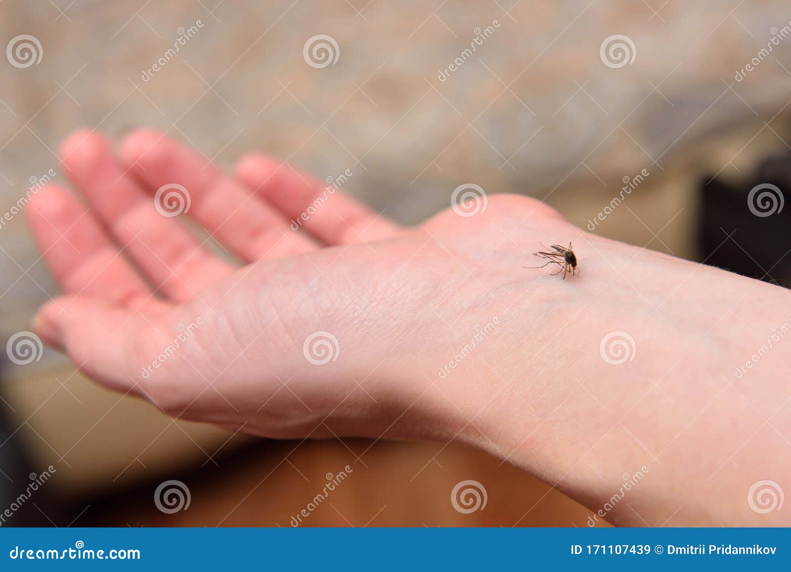 Biggest Mosquito Bite