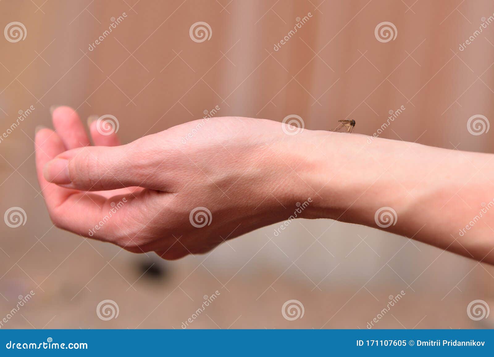 Big Mosquito Bites the Girl in the Arm Stock Image - Image of hand ...