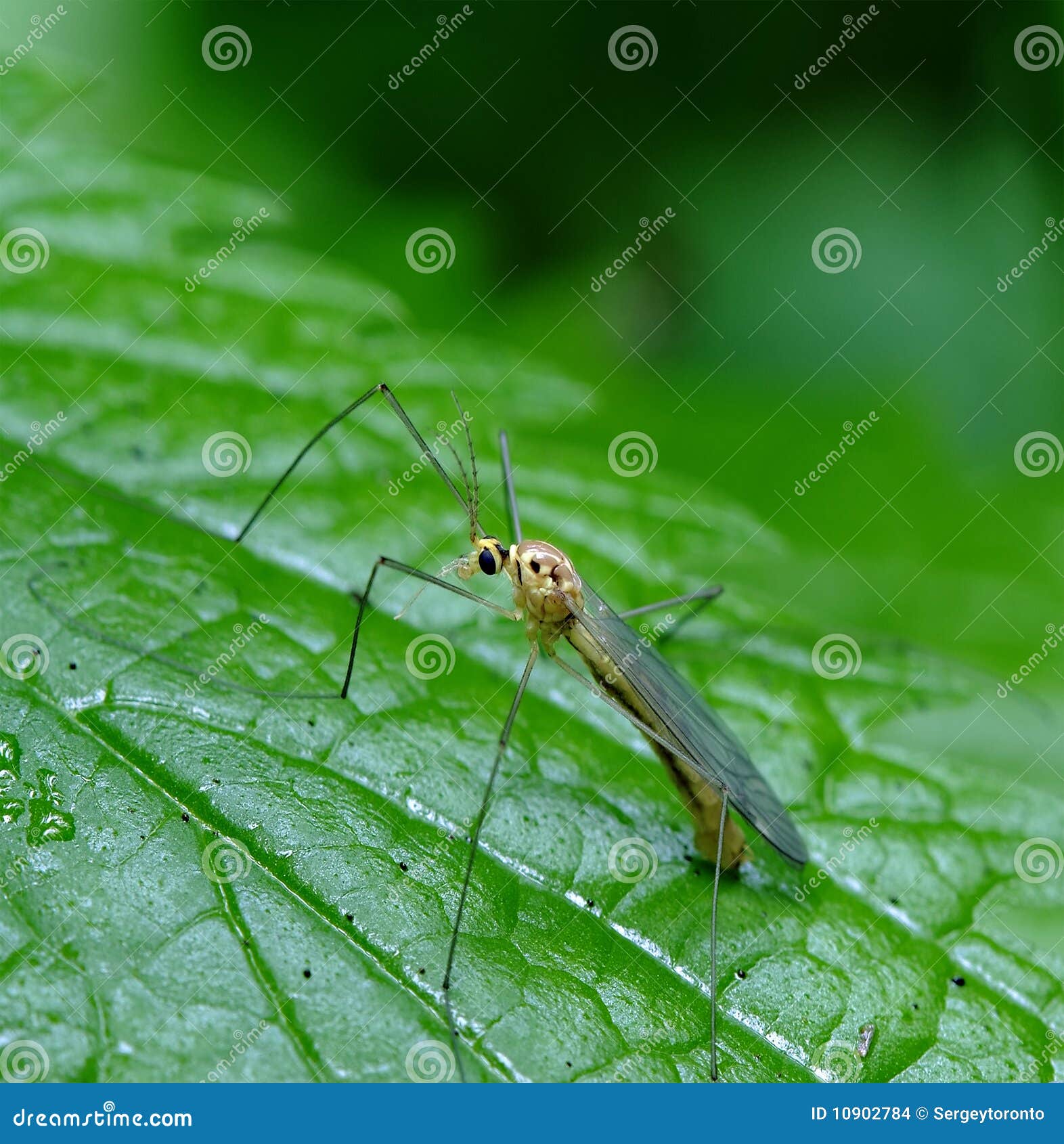 Big mosquito(Culicidae) stock photo. Image of leaf, virus - 10902784