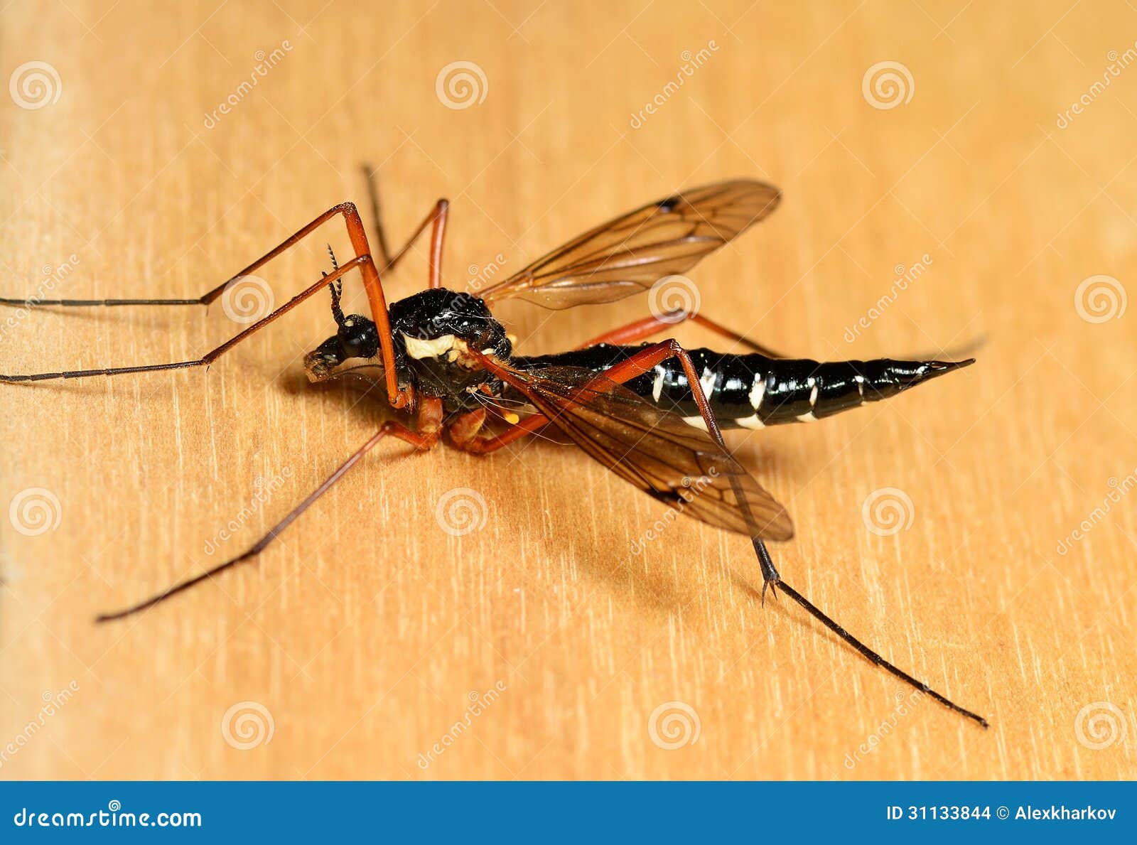 Big mosquito stock photo. Image of daddylonglegs, black - 31133844