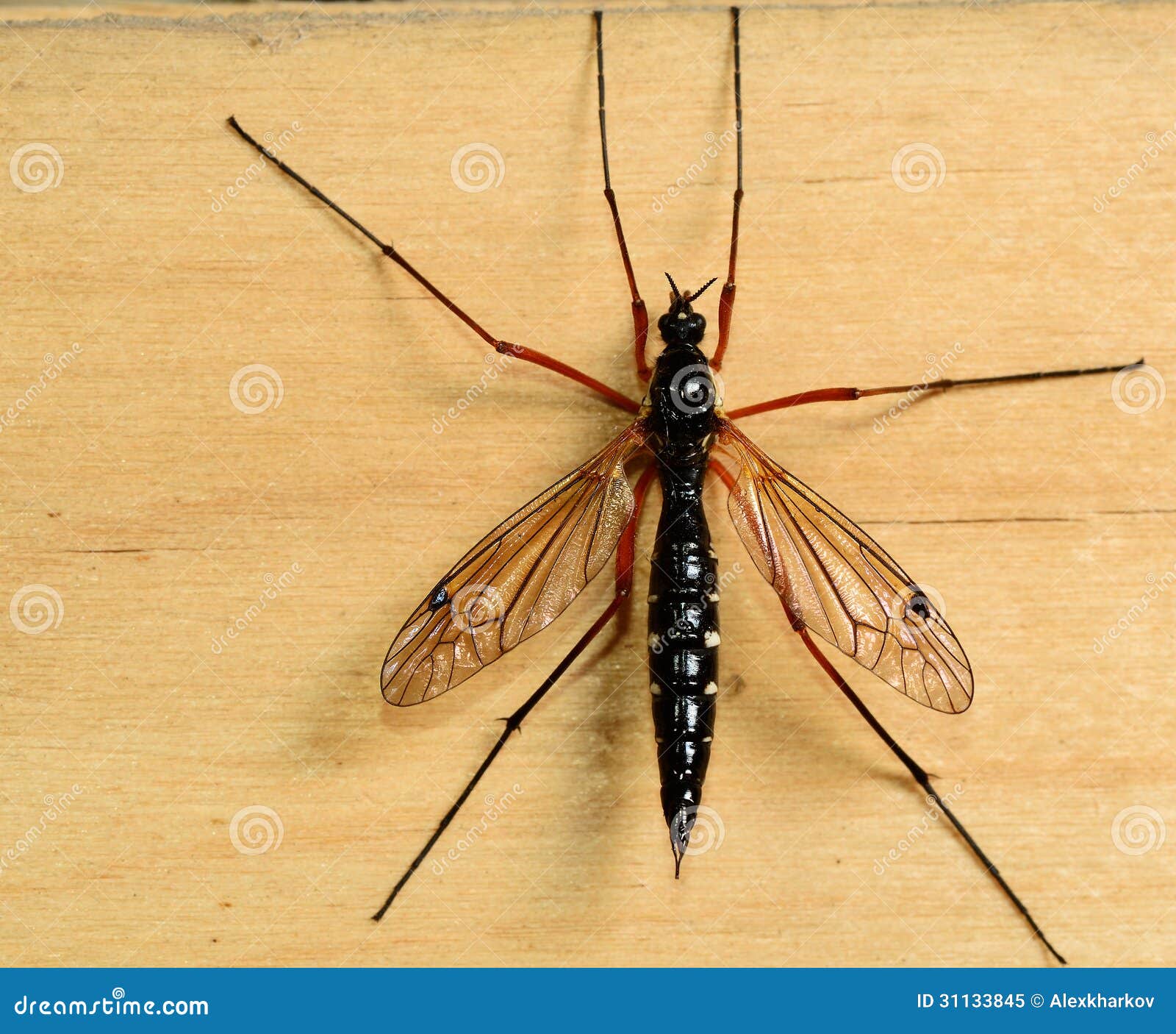 Big mosquito stock image. Image of male, black, macro - 31133845