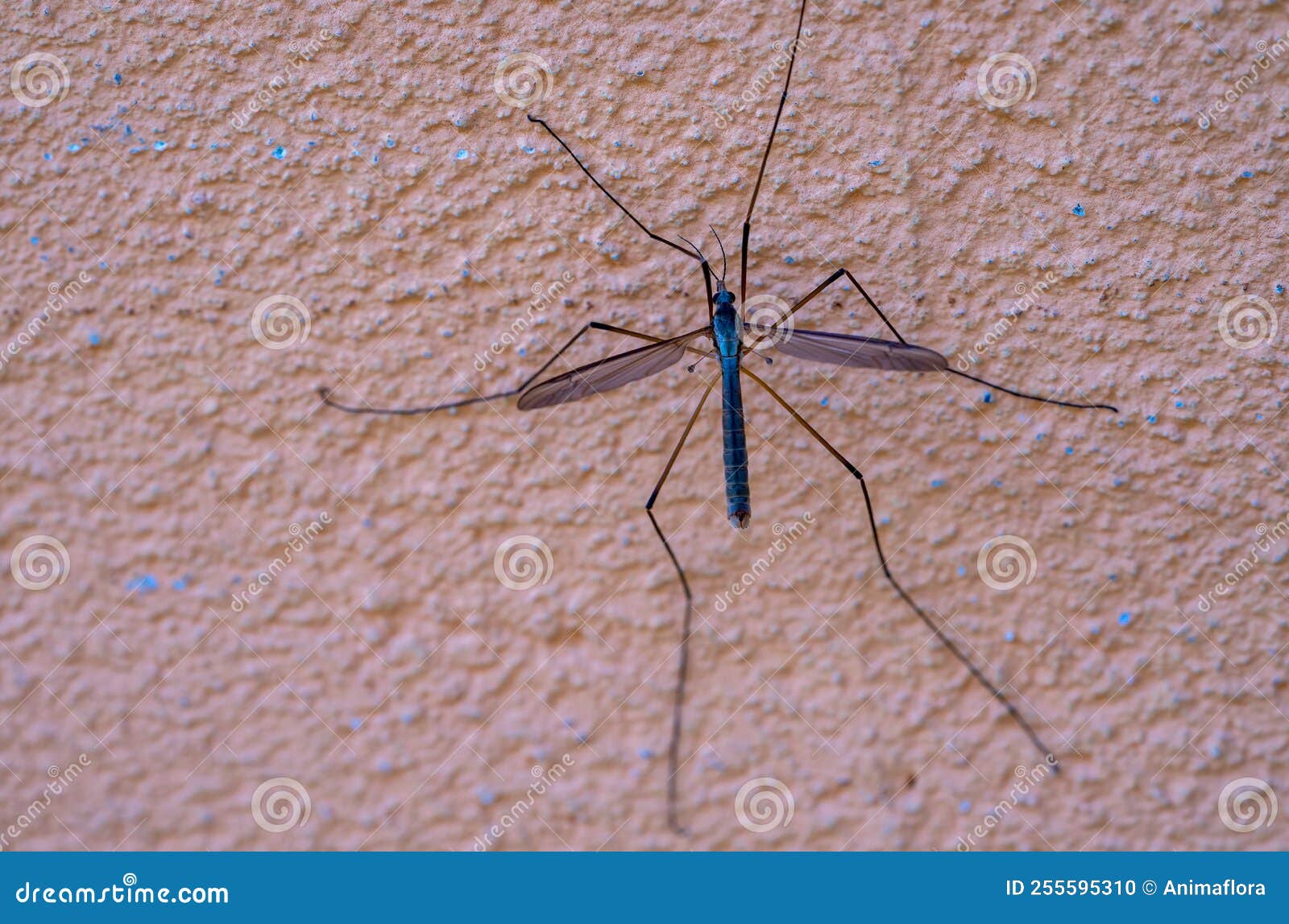 Big mosquito on a wall stock photo. Image of building - 255595310