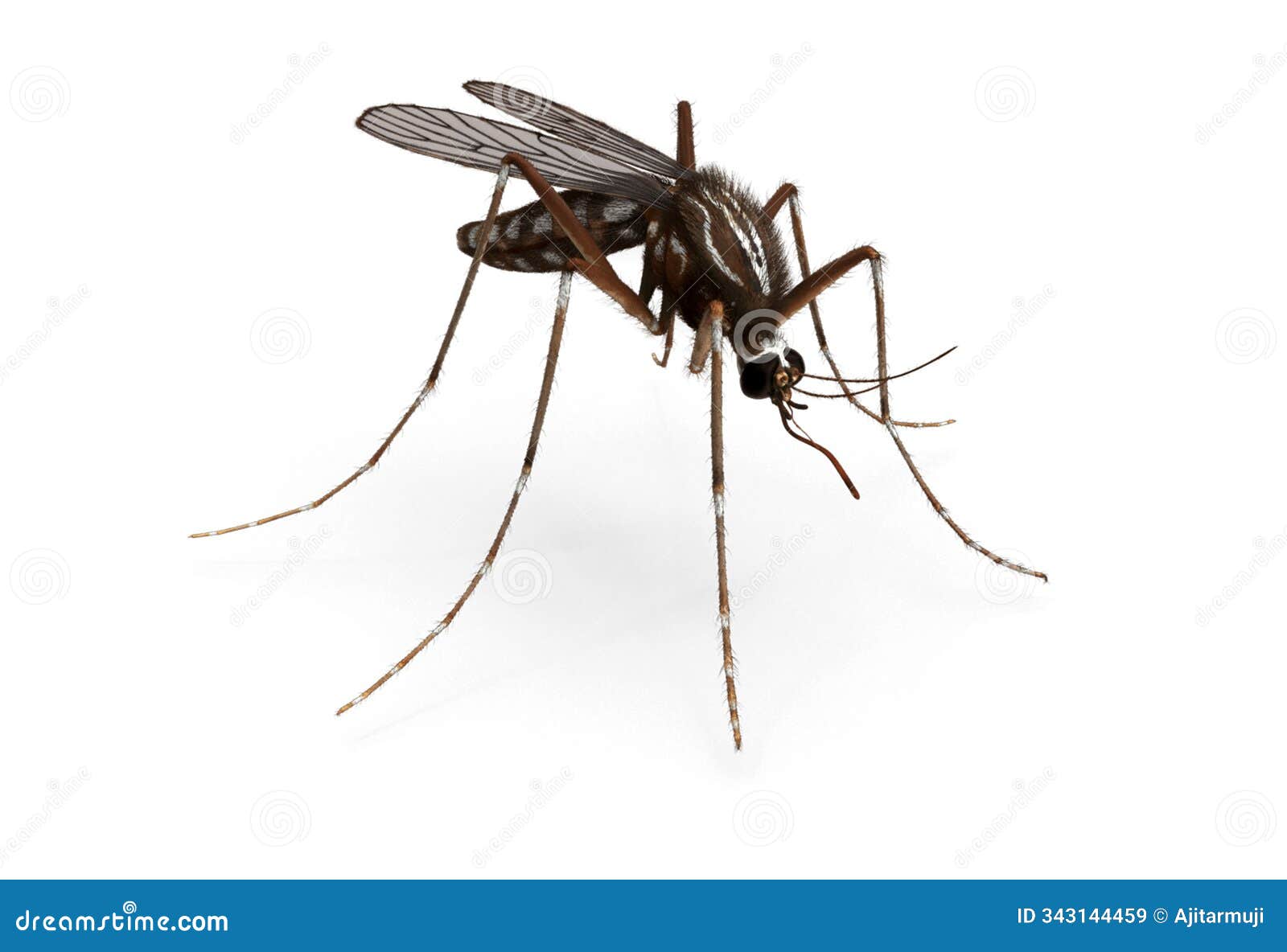 Big Mosquito White Background Stock Image - Image of dengue, type ...