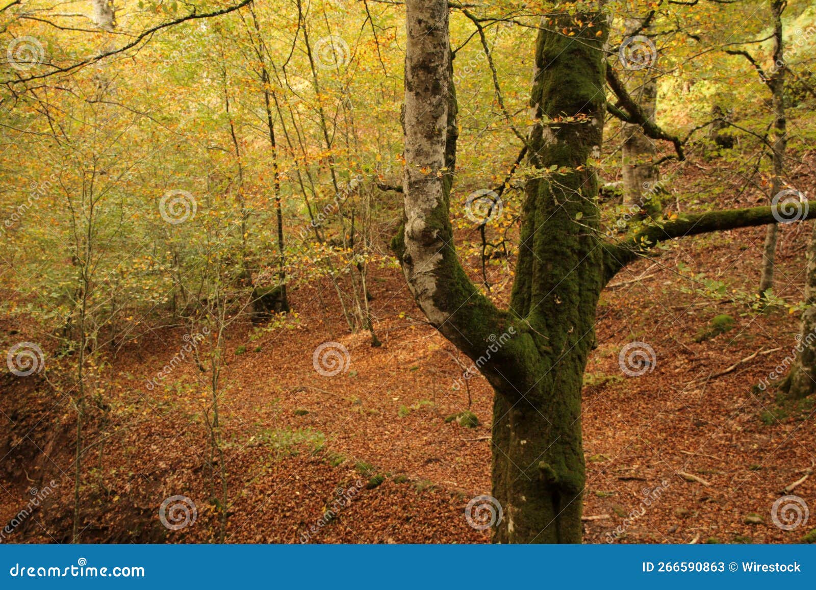 Big Moss-covered Stout Tree in a Forest Stock Image - Image of plant ...