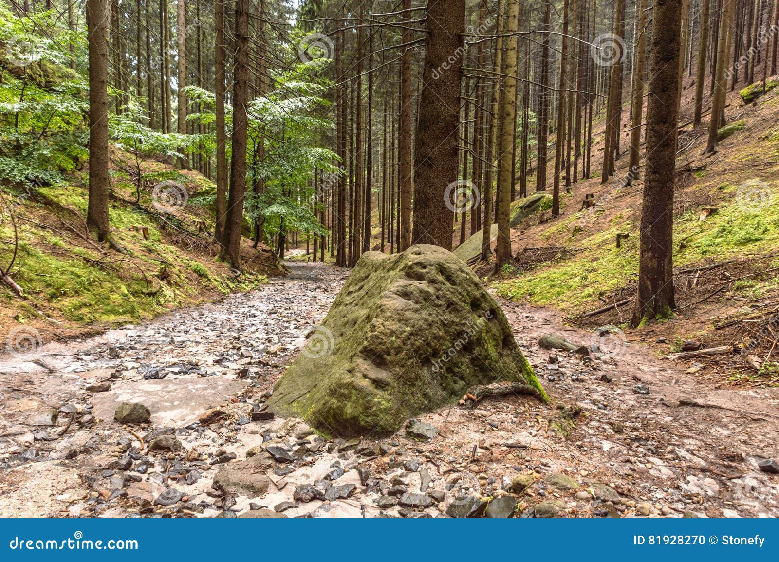 A Big Mossy, Green Rock in between a Forest Path Stock Photo - Image of ...
