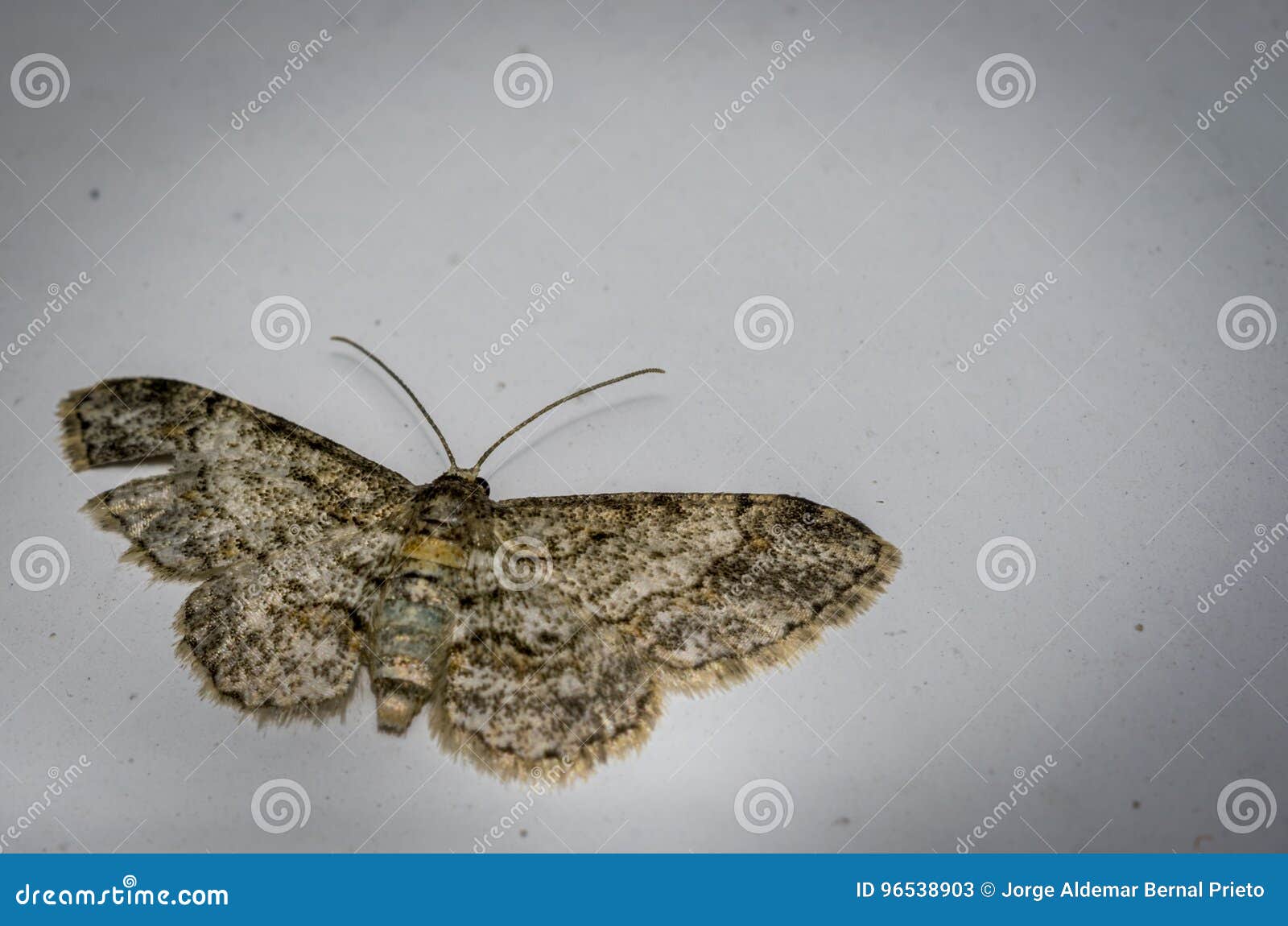 Big Moth Standing on a Wall Stock Image - Image of gray, lepidoptera ...
