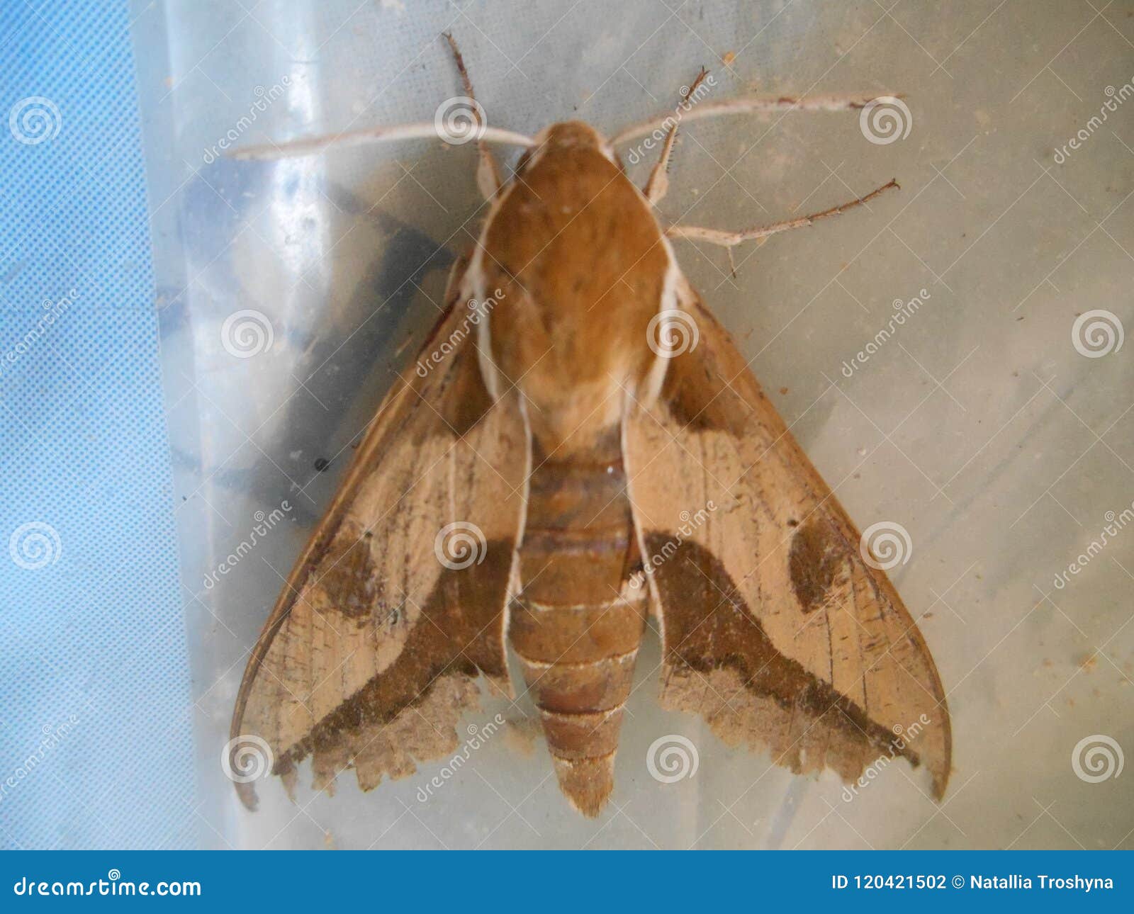 Big moth top view stock photo. Image of fauna, texture - 120421502