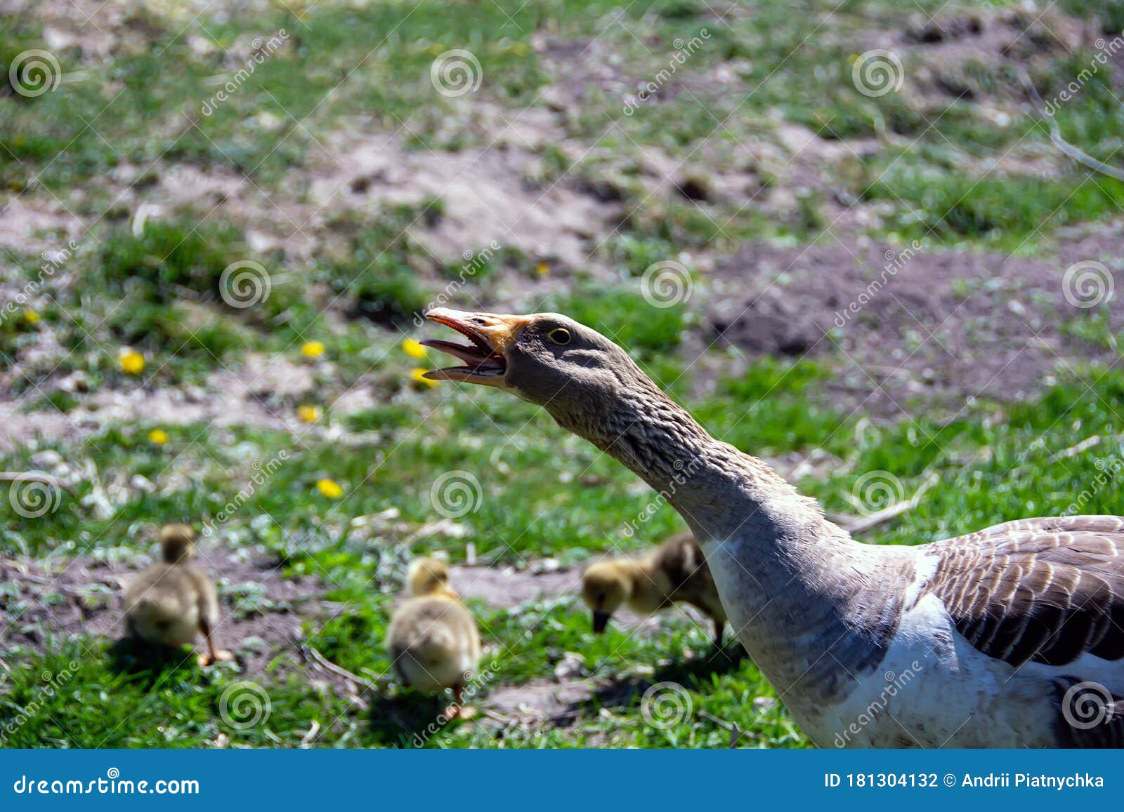 The Mother Goose is Calling for Her Babies Stock Photo - Image of ...
