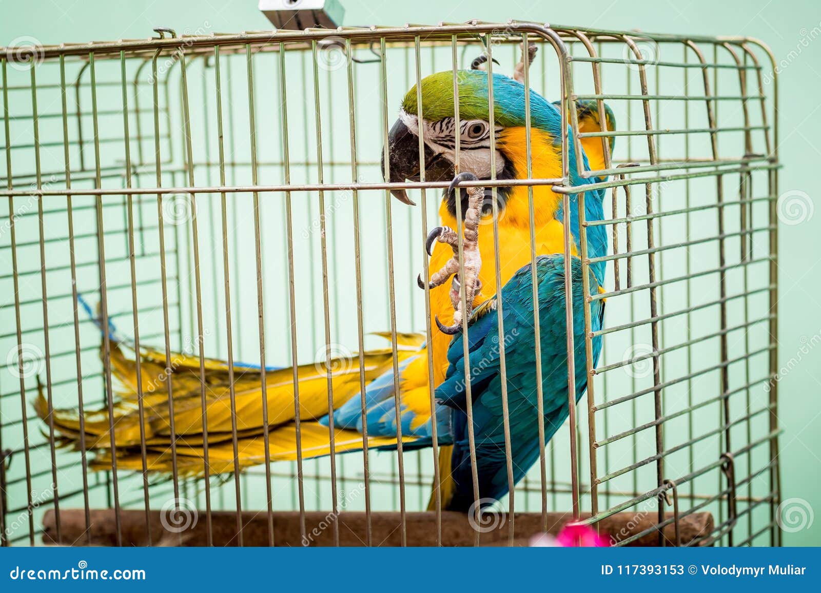 Big Motley Parrot Stock Photos - Free & Royalty-Free Stock Photos from ...