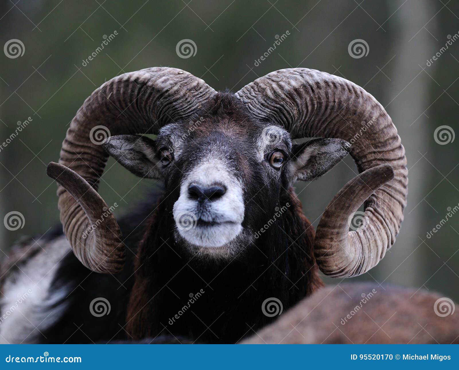 Big mouflon is looking stock photo. Image of hunting - 95520170