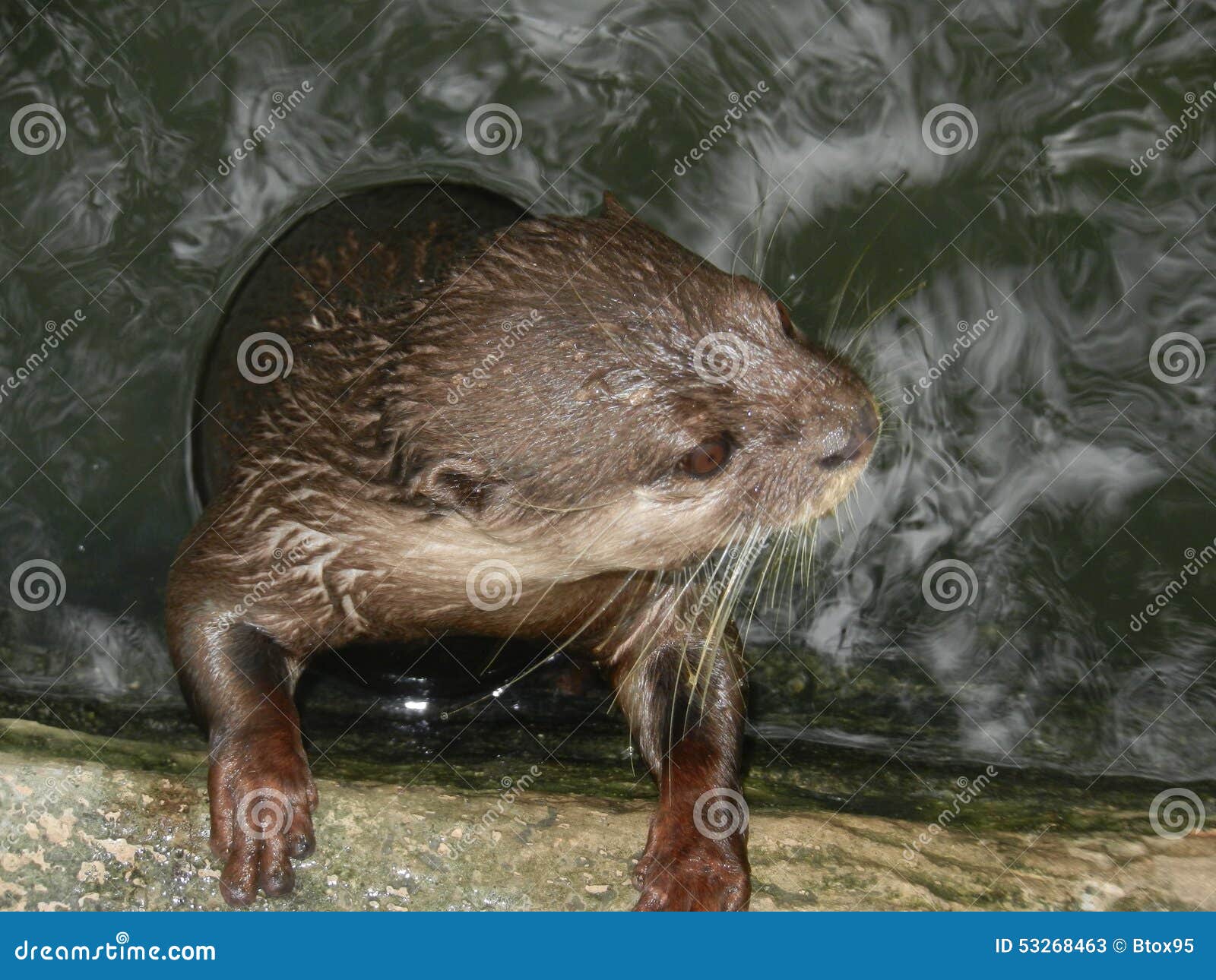 Big mouse stock image. Image of coco, hanging, child - 53268463