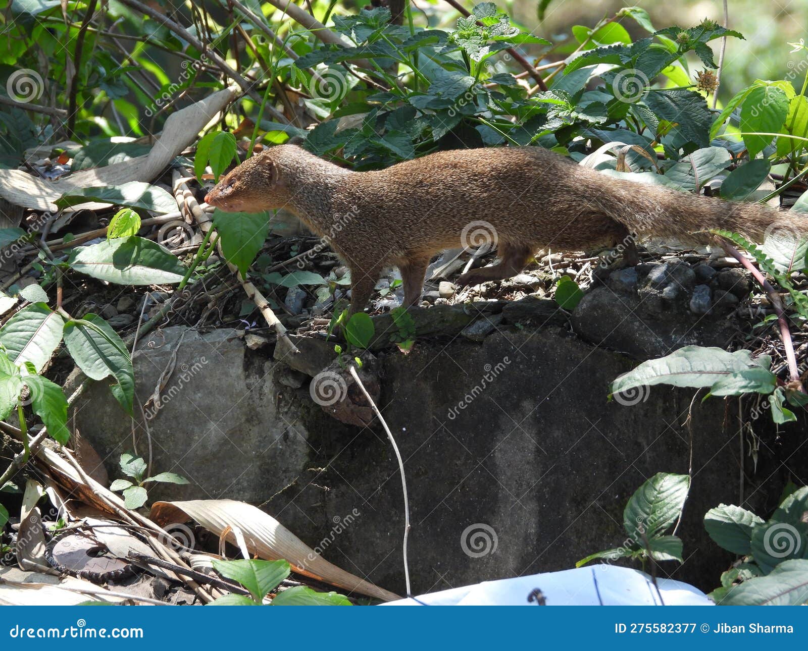 Big Mouse Walking on the Way Stock Image - Image of mammal, bird: 275582377