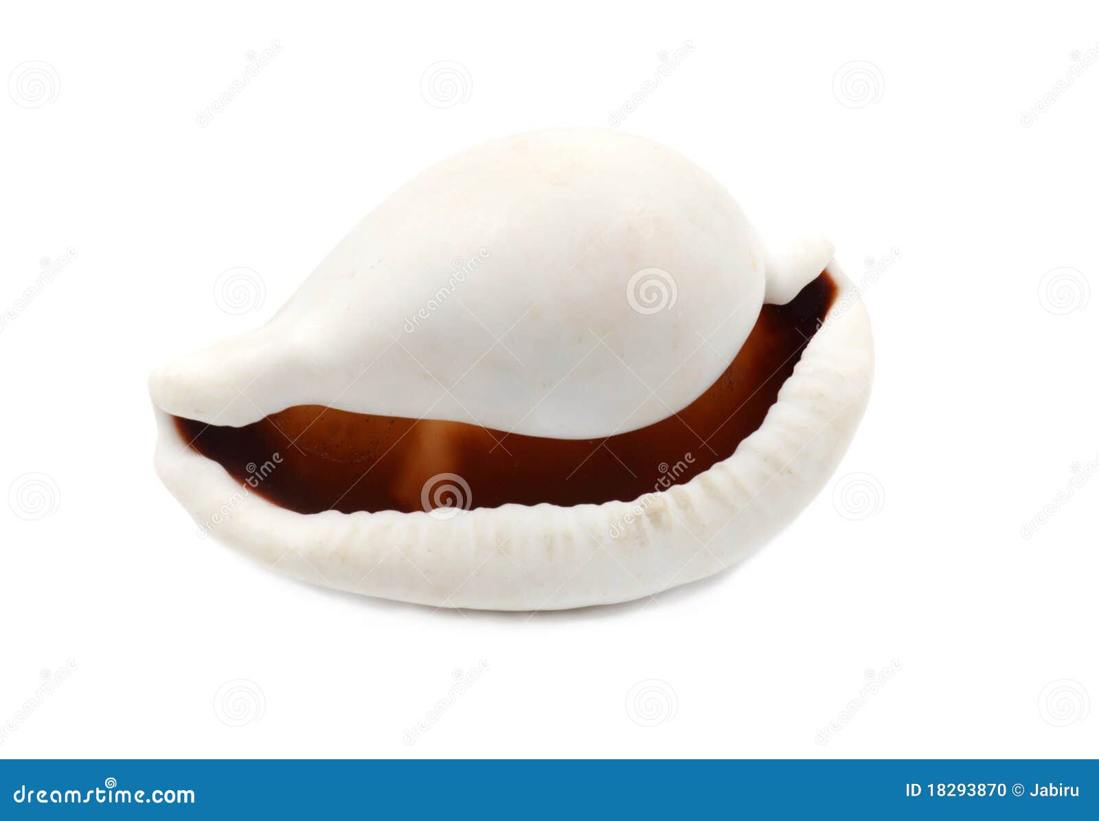 Big Mouth Seashell stock photo. Image of smiley, multi - 18293870
