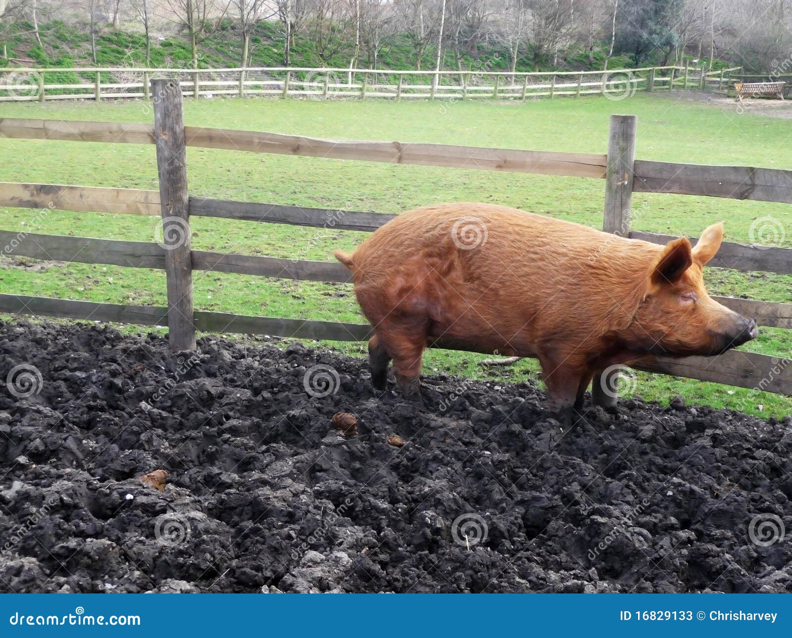 Big Muddy Pig stock image. Image of animal, earth, pink - 16829133