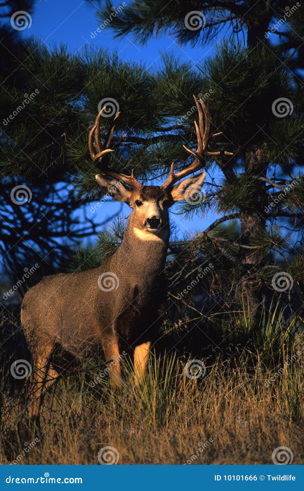 Big Mule Deer Buck stock photo. Image of animal, mountains - 10101666