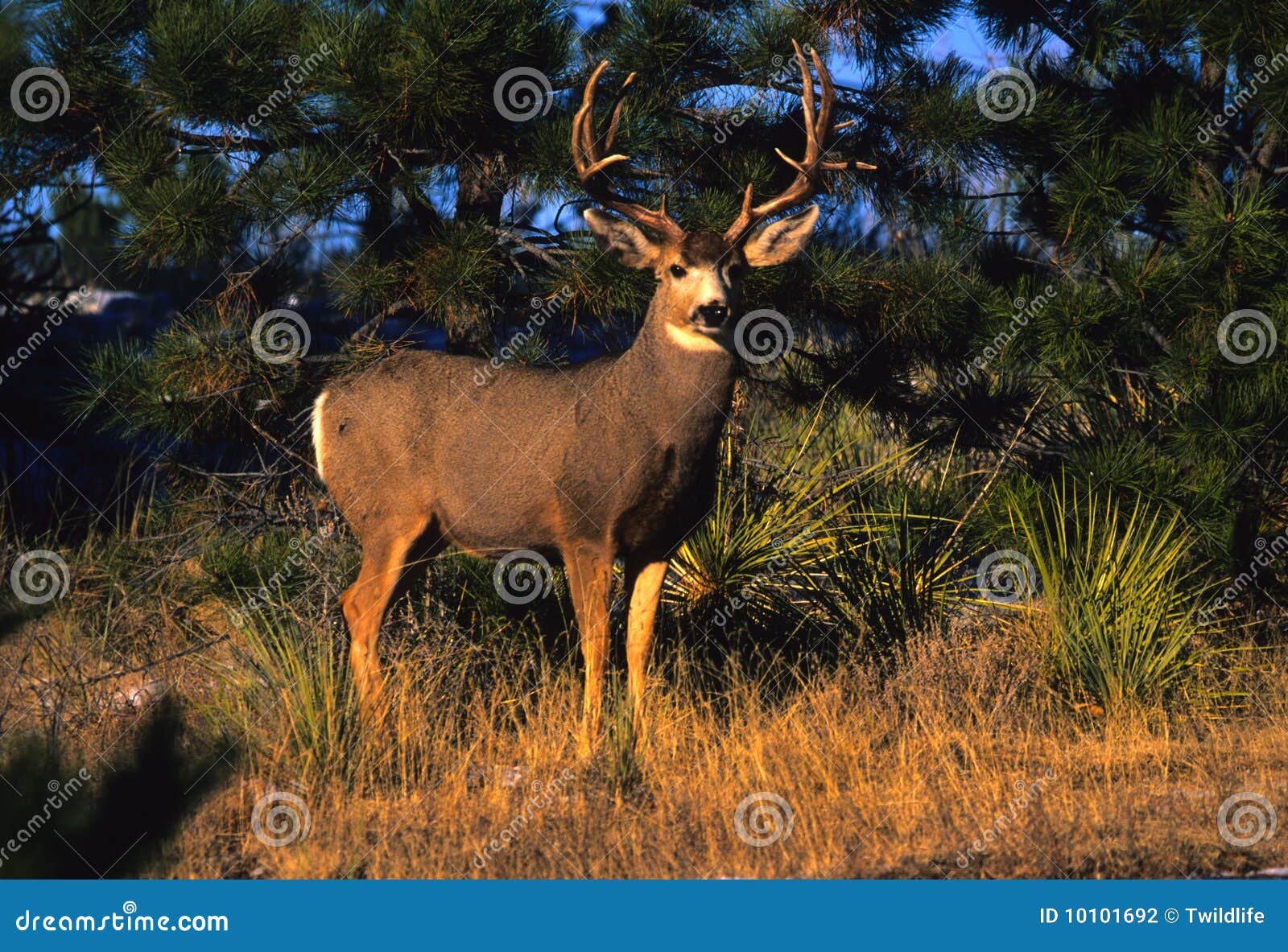 Big Mule Deer Buck stock photo. Image of outdoors, wildlife - 10101692