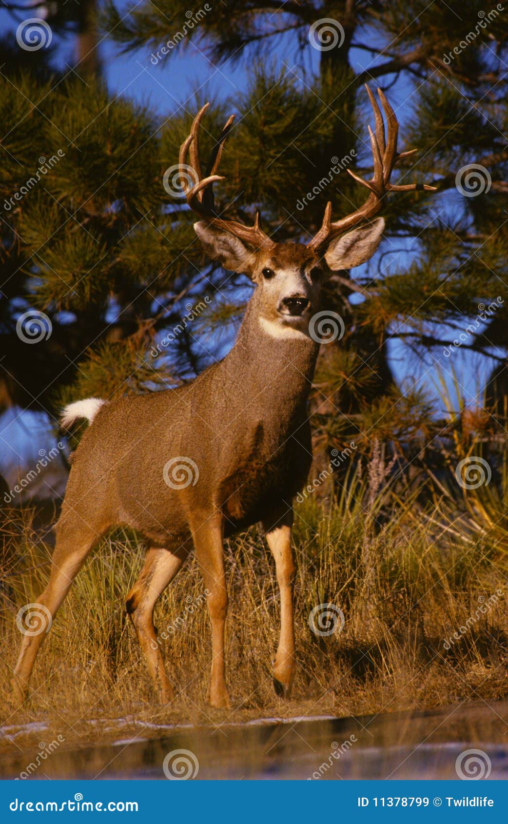 Some Mule Deer Odocoileus Hemionus In Great Sand Dunes National Park ...