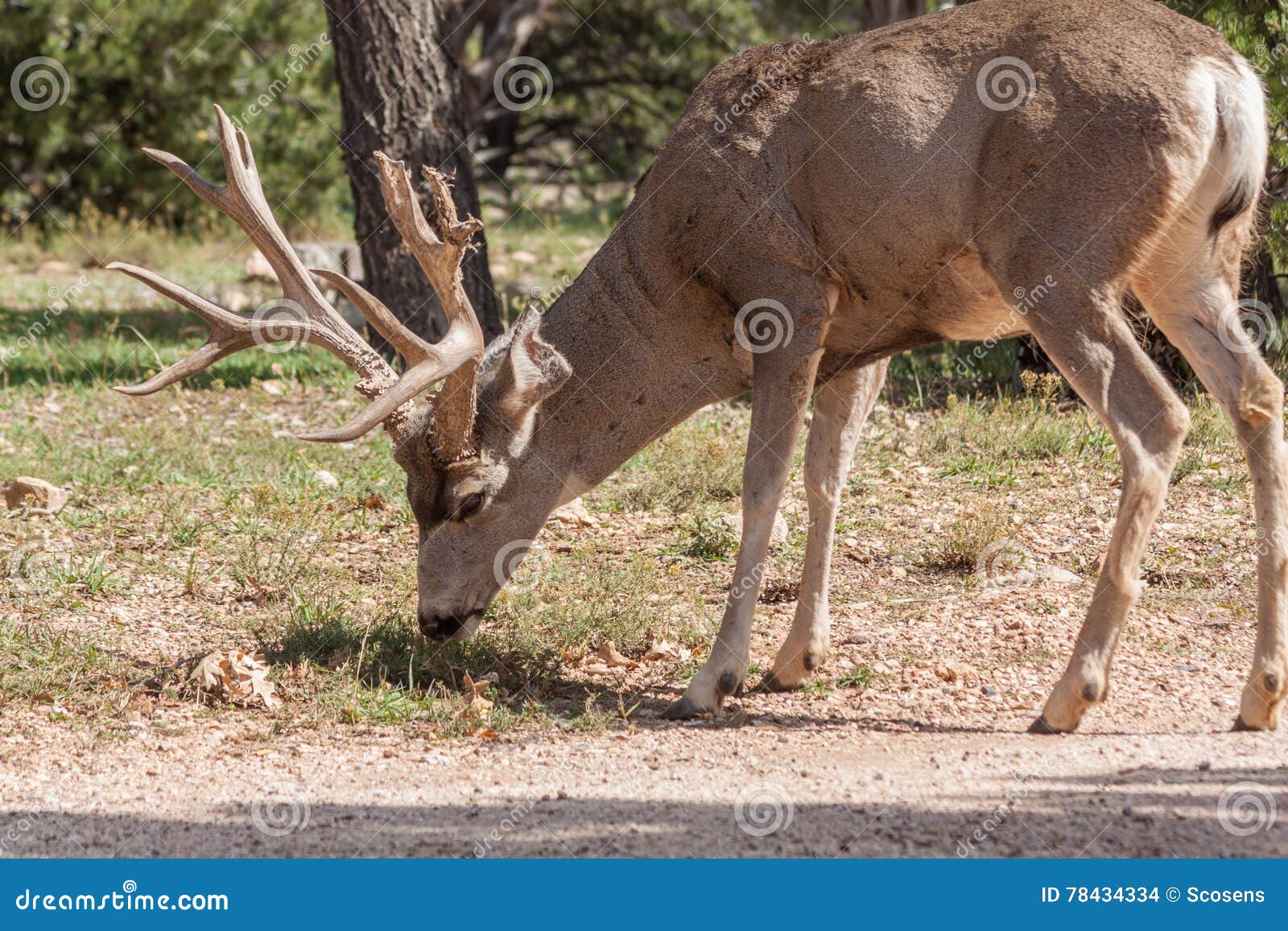 Big Mule Deer Buck Grazing stock photo. Image of arizona - 78434334