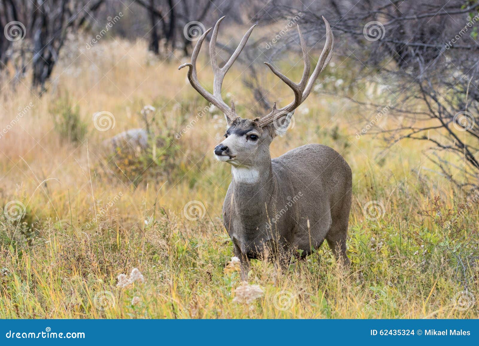 Mule Deer Staring Into The Distance On A Hill With Pine Trees In ...