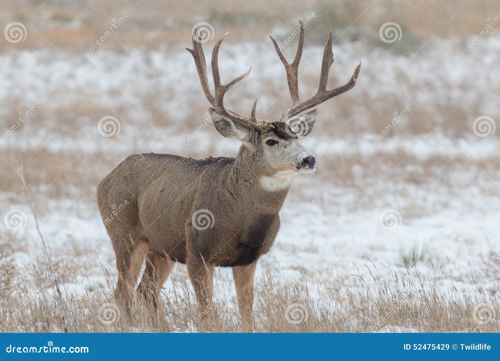 Big Mule Deer Buck in Snow stock image. Image of antlers - 52475429