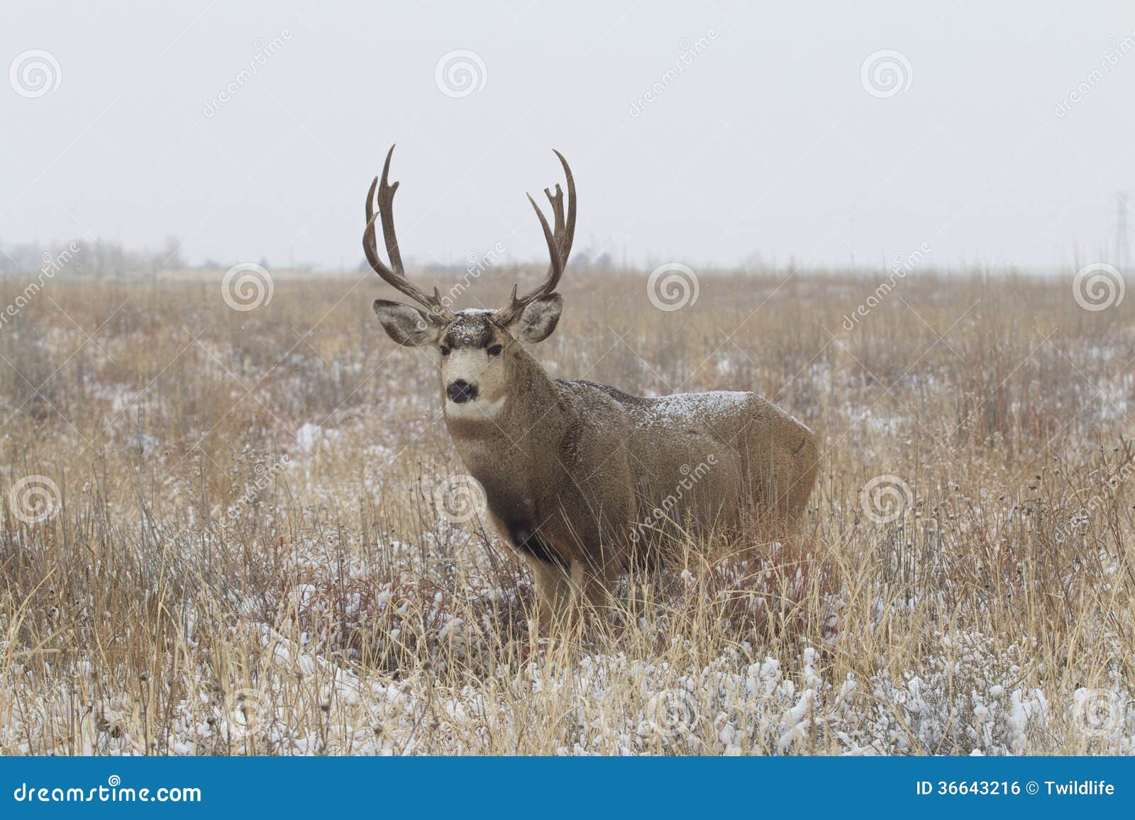 Big Mule Deer Buck in Snowy Field Stock Photo - Image of wild, male ...
