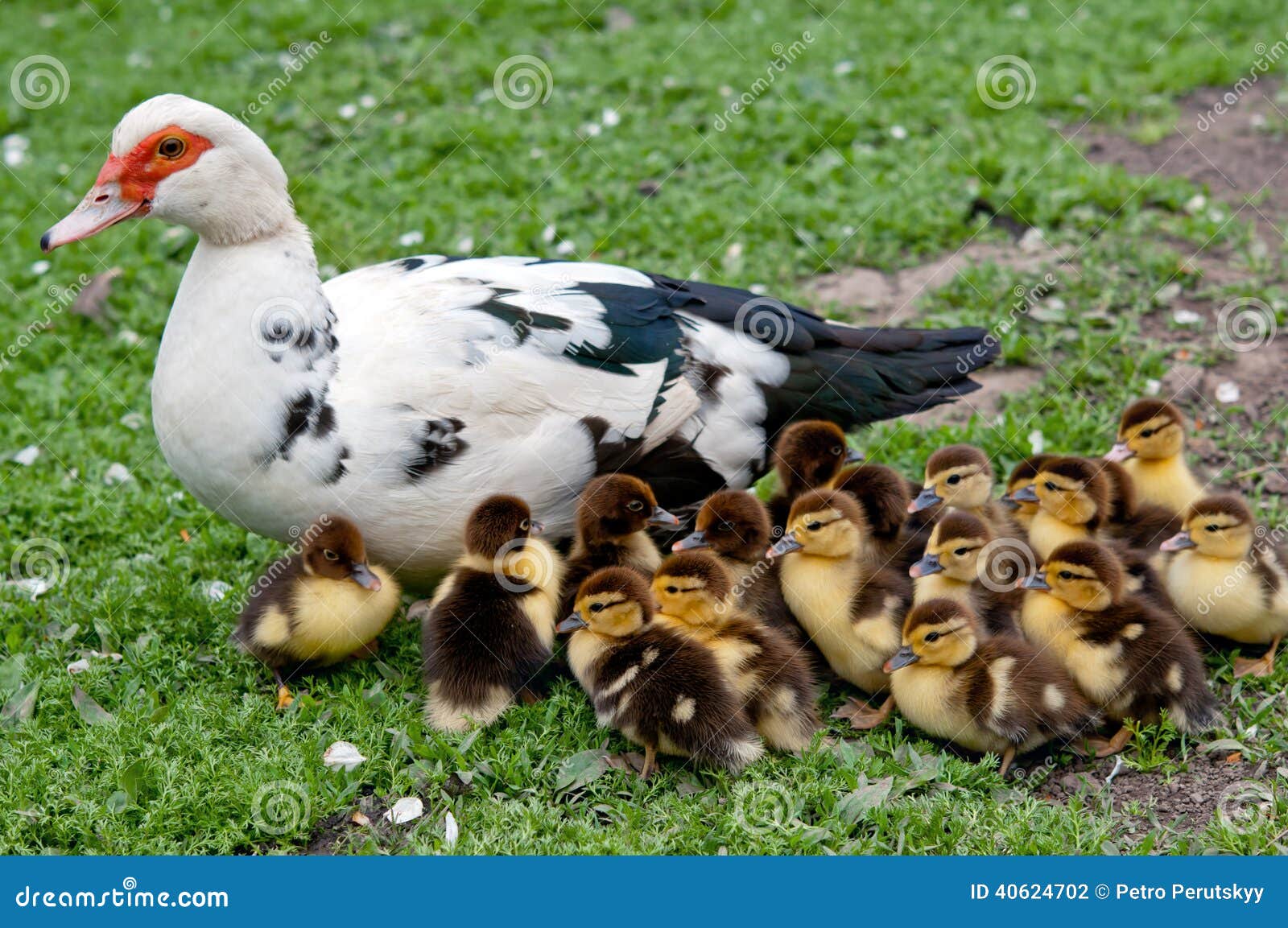 Big Muscovy stock photo. Image of bird, farm, waves, wildlife - 40624702