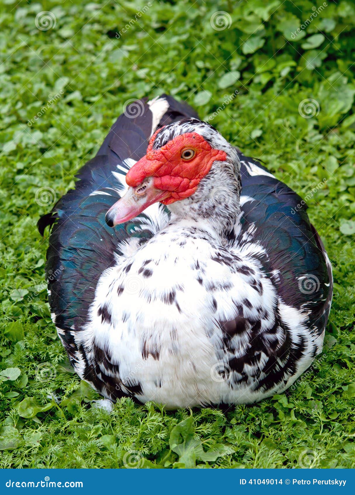 Big Muscovy duck stock photo. Image of duck, yellow, muscovy - 41049014
