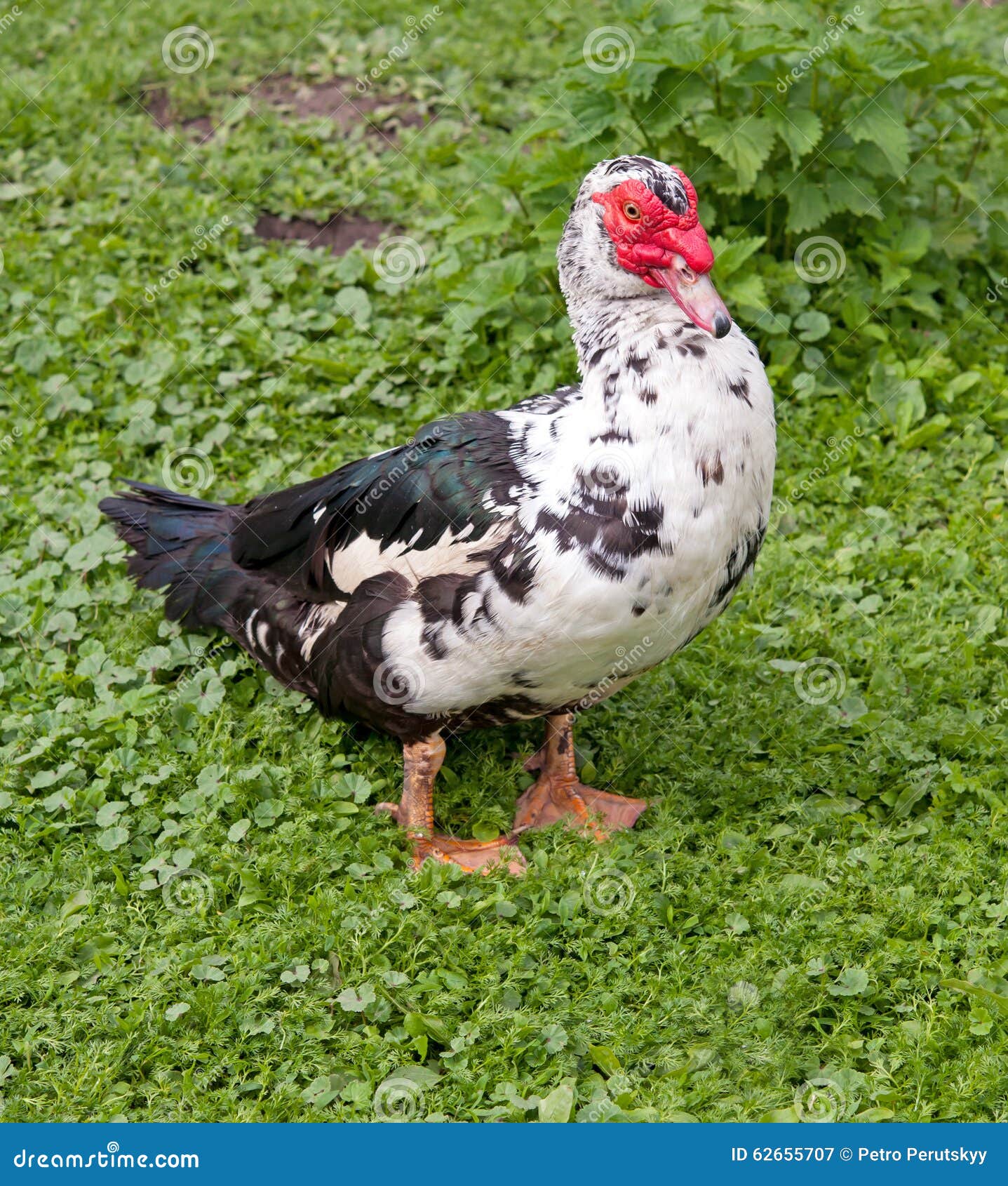 Big muscovy duck stock image. Image of bird, pond, natural - 62655707
